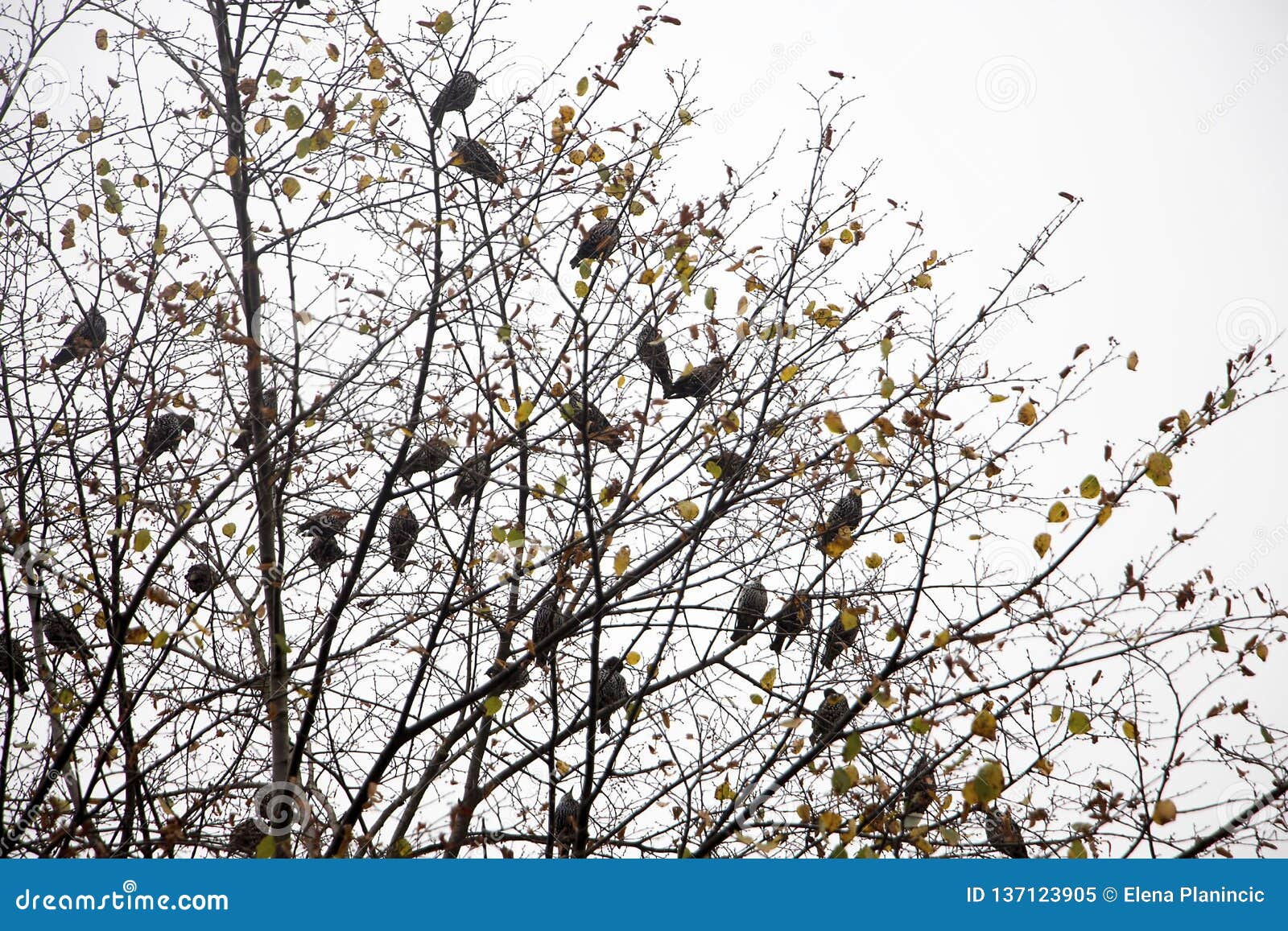 Birds on tree stock image. Image of tree, countryside - 137123905
