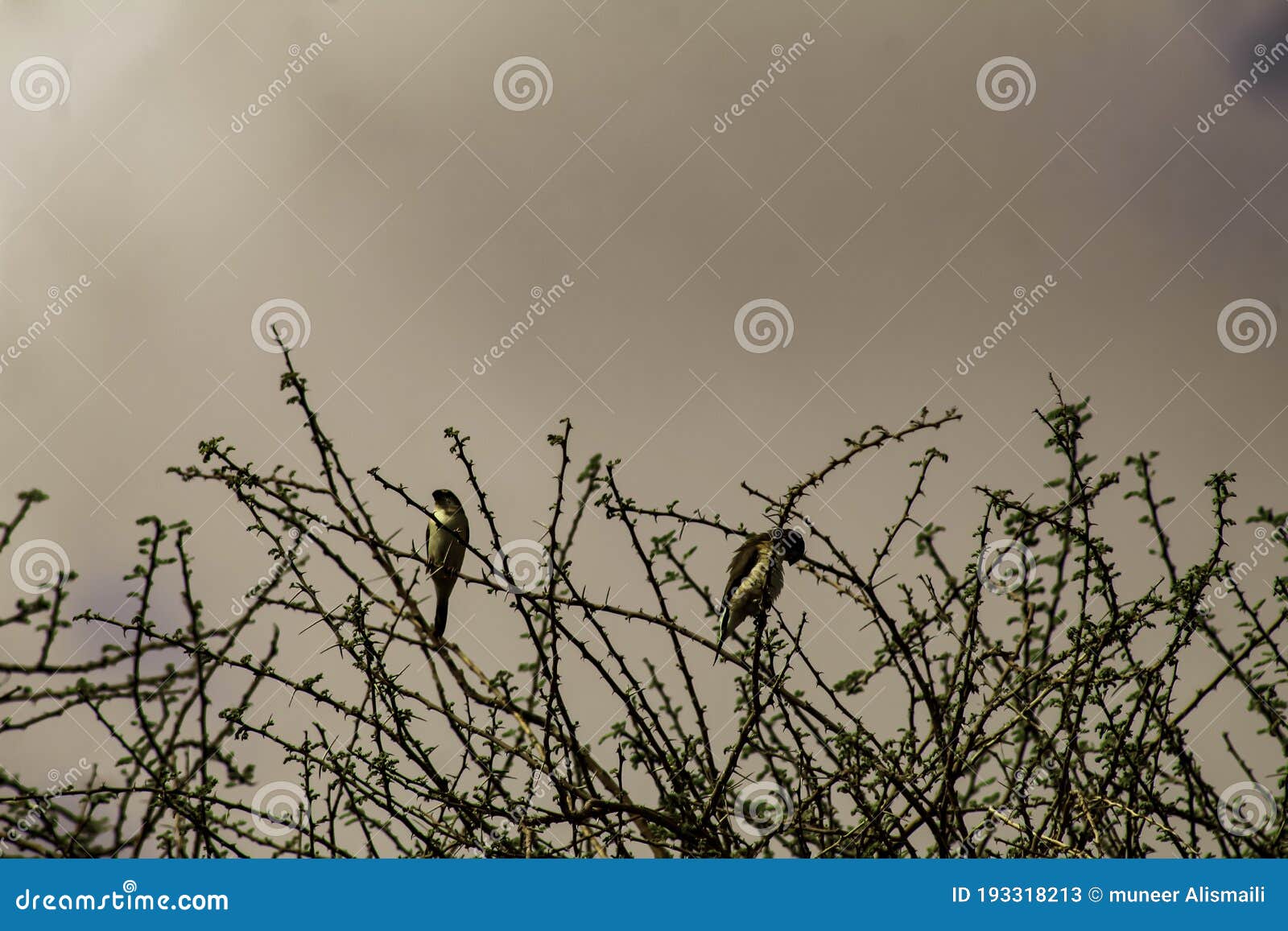 Birds at the tree resting stock image. Image of branch - 193318213