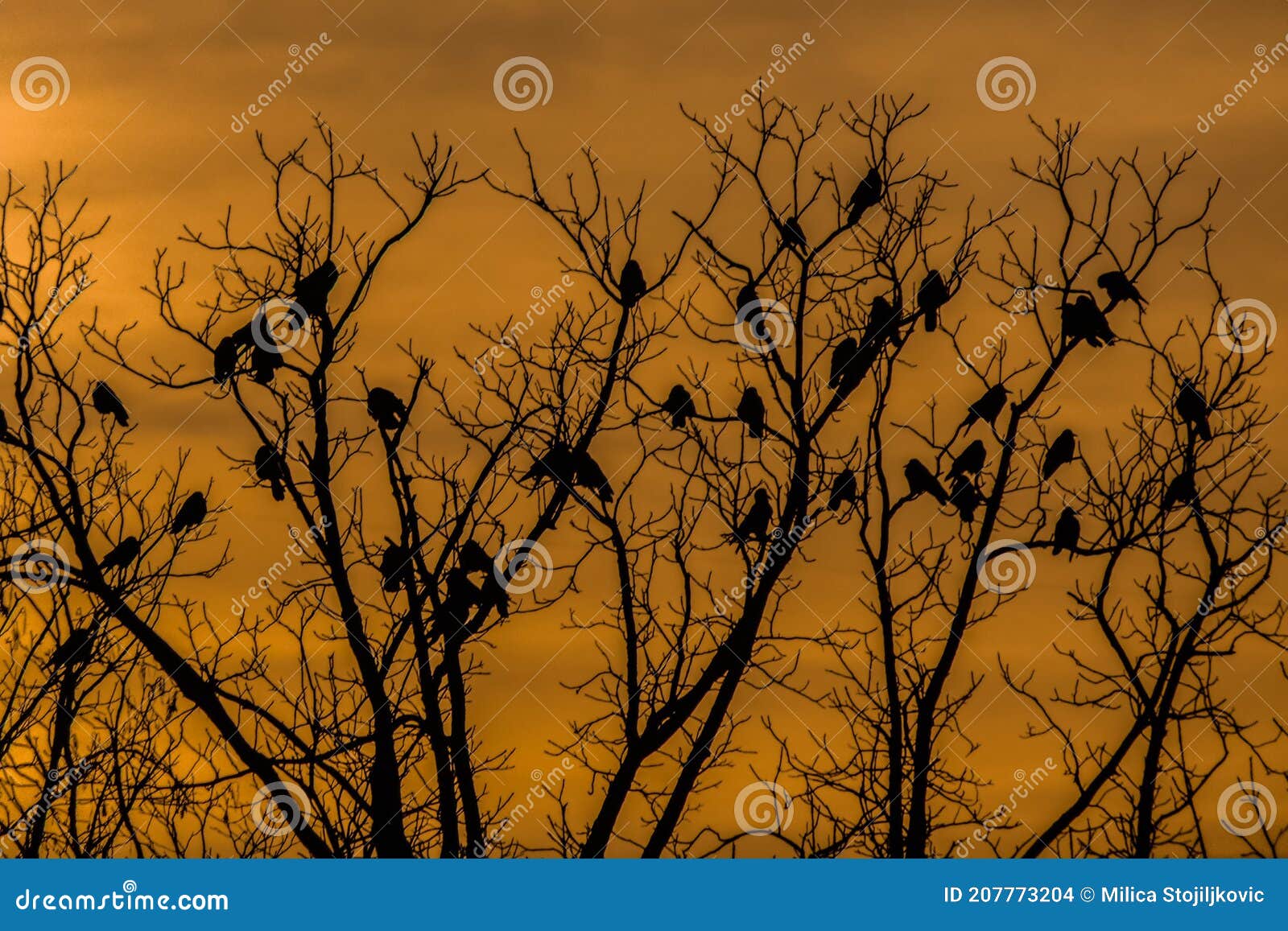 Birds in tree silhouette stock photo. Image of orange - 207773204