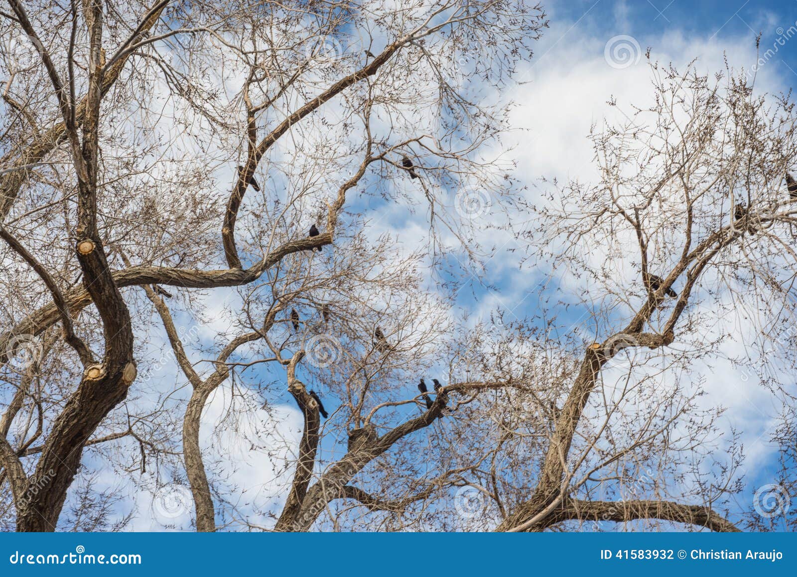 Birds on Tree stock photo. Image of nature, morning, forest - 41583932