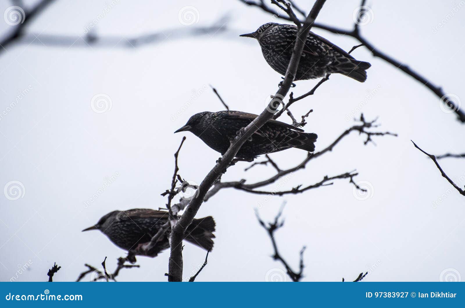 Birds on a tree stock image. Image of environment, green - 97383927