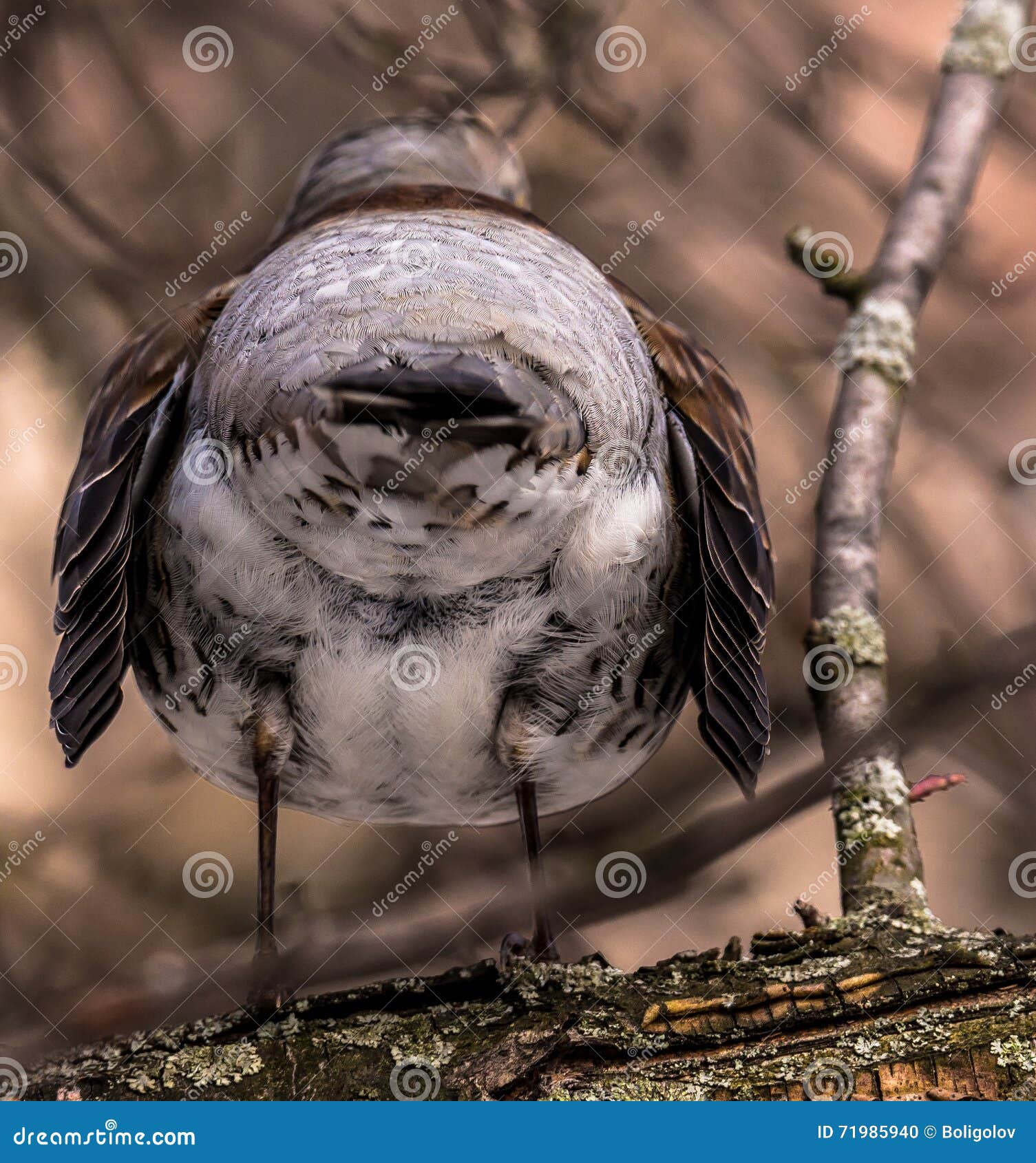 Birds on Tree in Spring from Behind Stock Photo - Image of branches ...