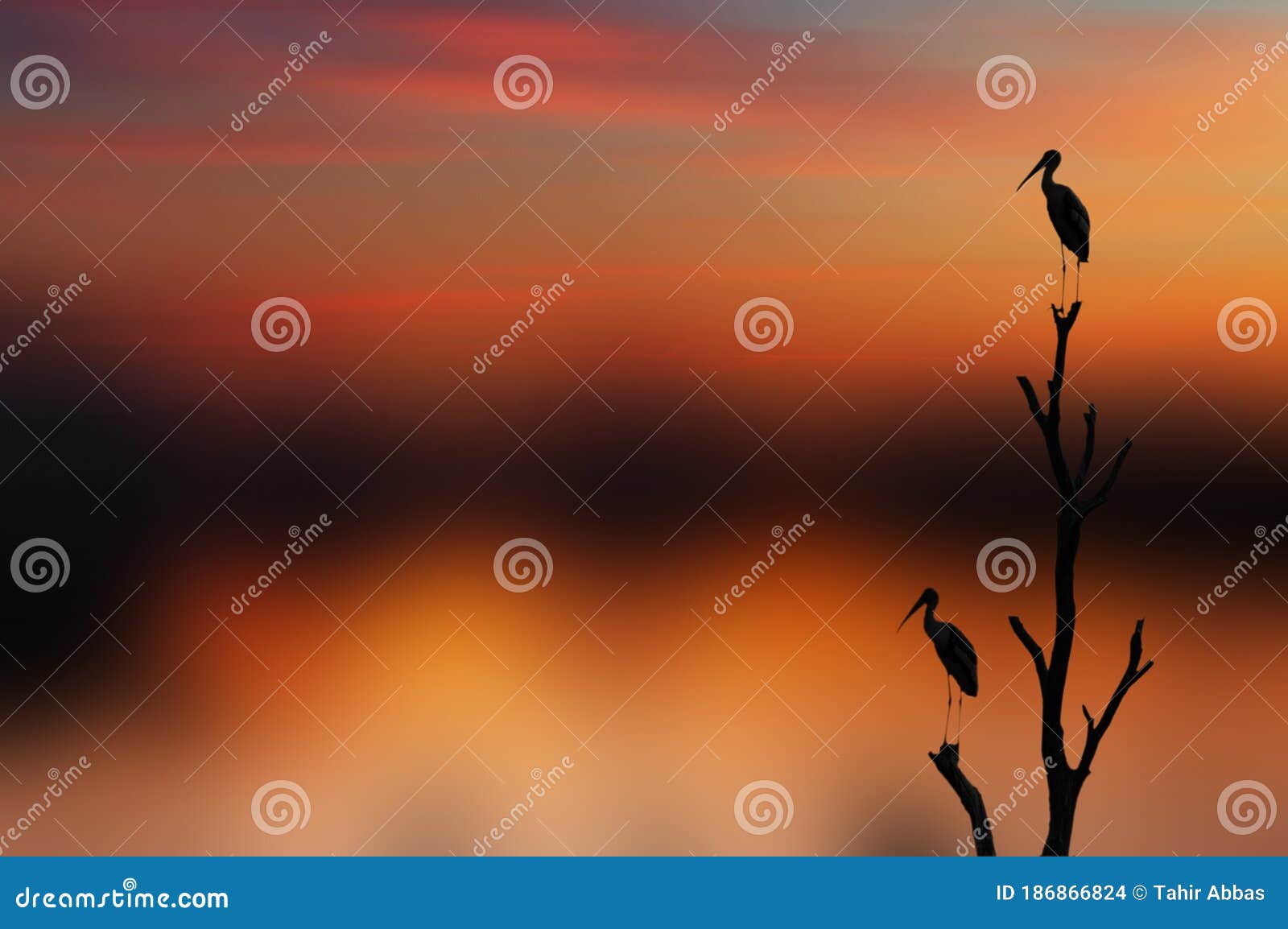 Birds on tree at sunset stock photo. Image of lake, colors - 186866824