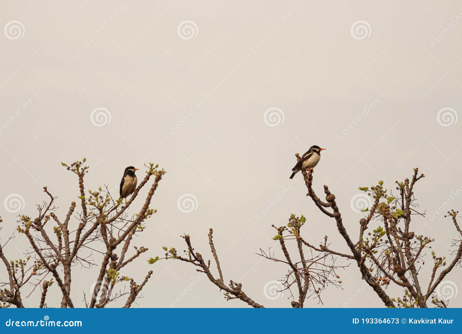 Birds on a tree stock image. Image of scene, view, branch - 193364673