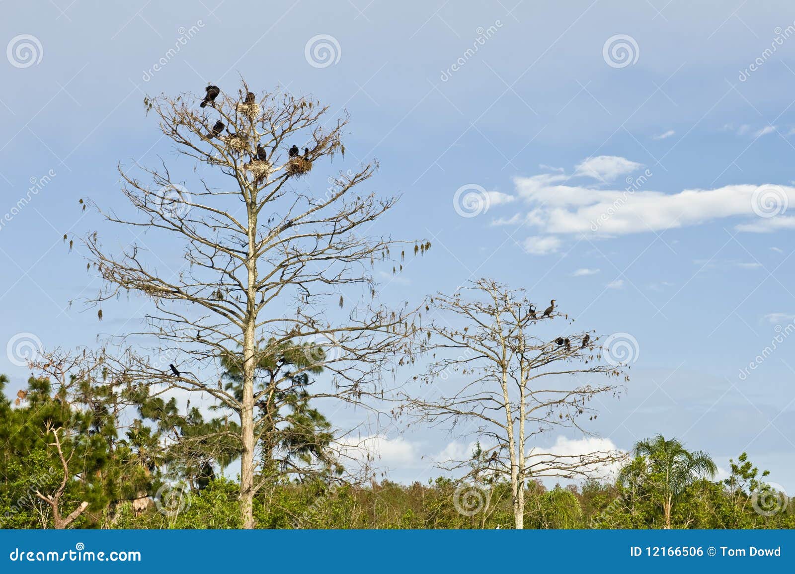 Birds in trees stock photo. Image of florida, animals - 12166506