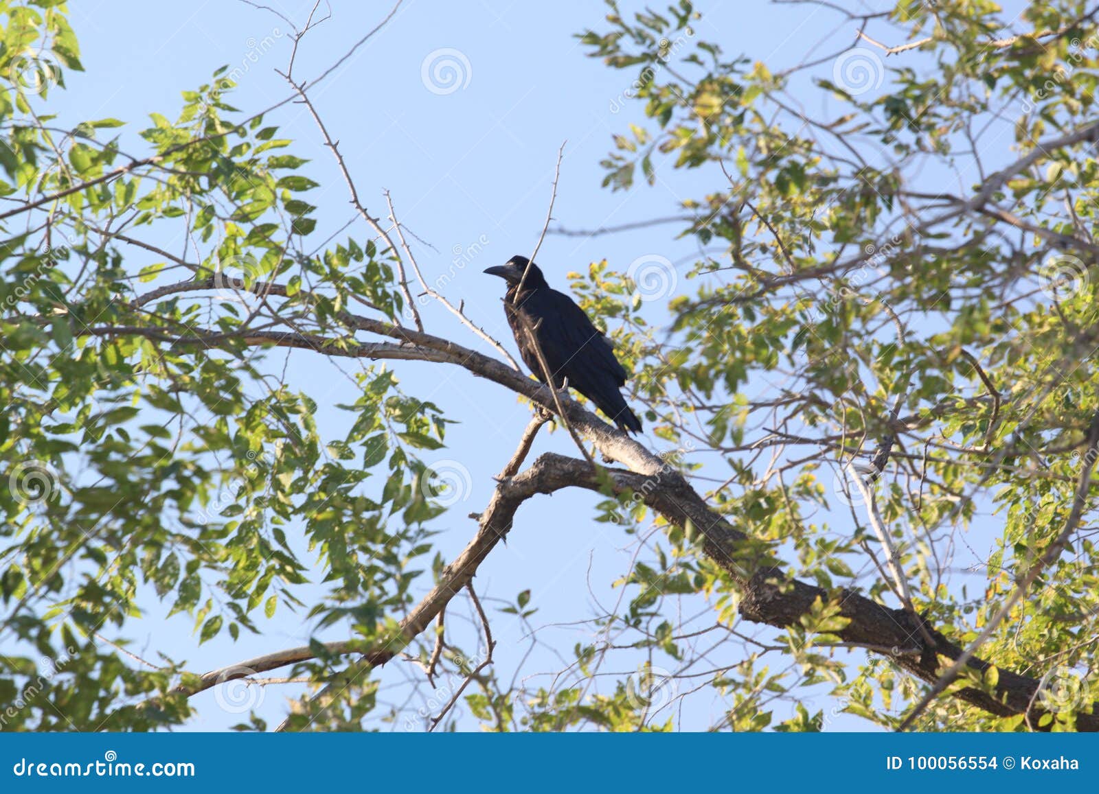 Birds and Trees Animal Crow Nature Stock Photo - Image of wildlife ...