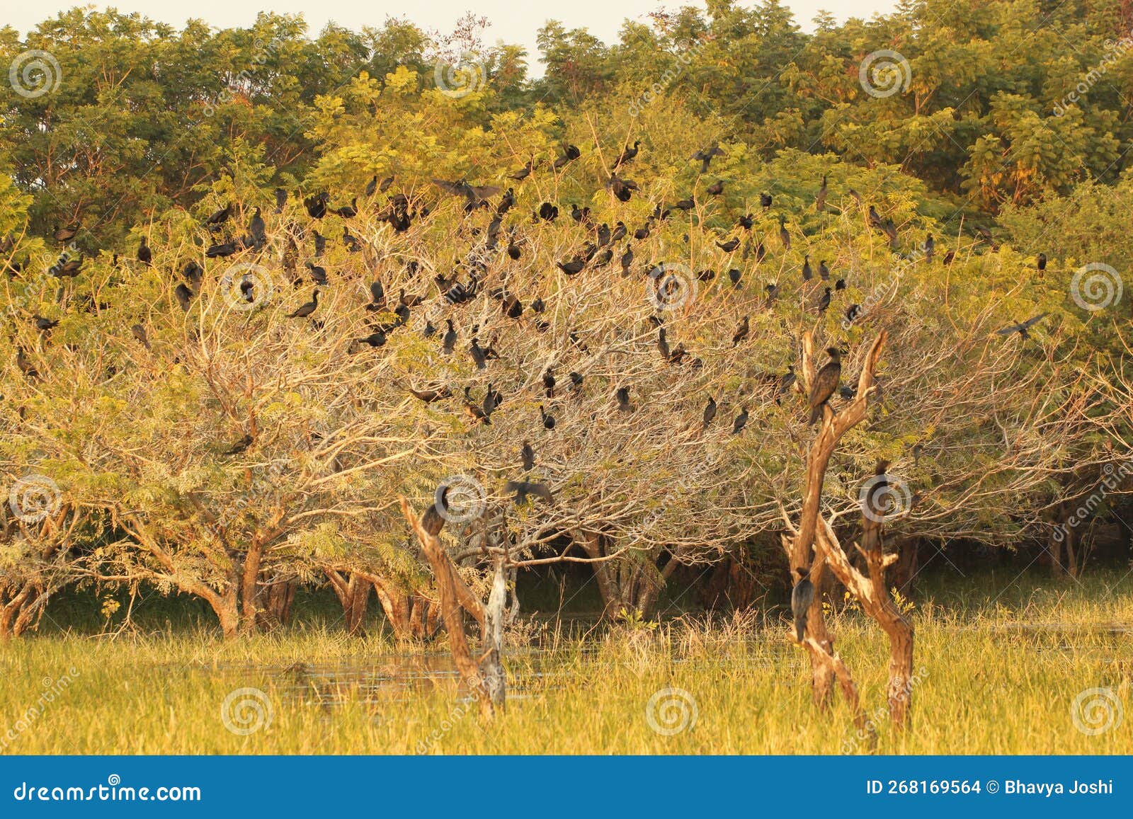 Birds in trees stock photo. Image of force, form, bhavyajoshi - 268169564