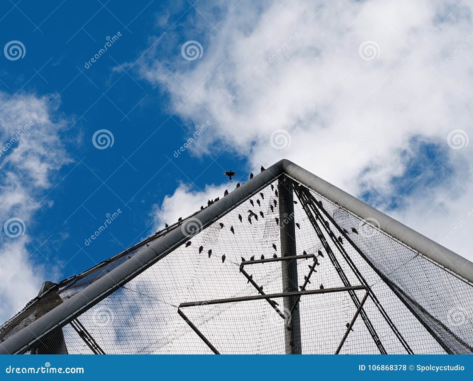 Birds on a Triangle-shape Steel Structure Stock Photo - Image of ...