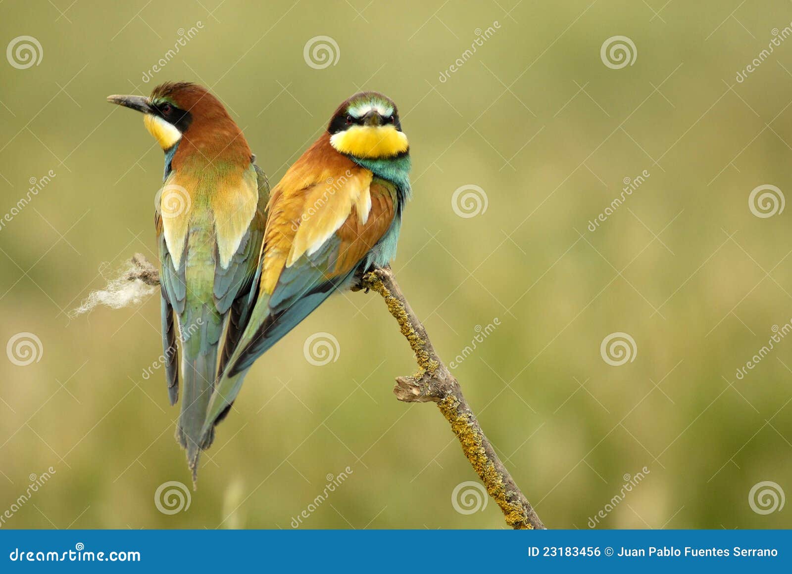 Birds on a twig tree stock photo. Image of animal, birds - 23183456