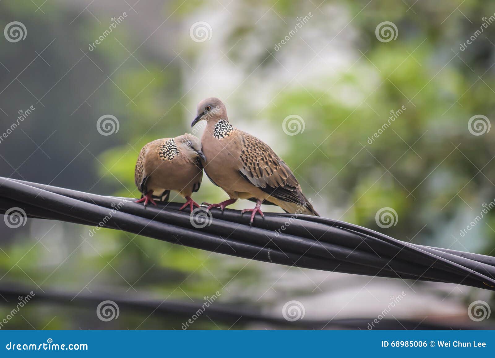Birds stock photo. Image of romantic, love, caring, dove - 68985006