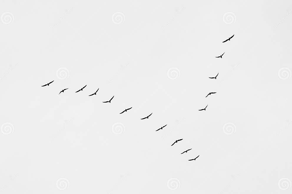 Birds in a Vee Formation. V Formation of Birds Stock Image - Image of ...