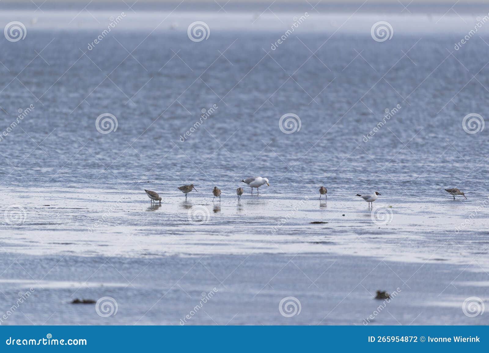 Birds in the wadden sea stock photo. Image of holland - 265954872