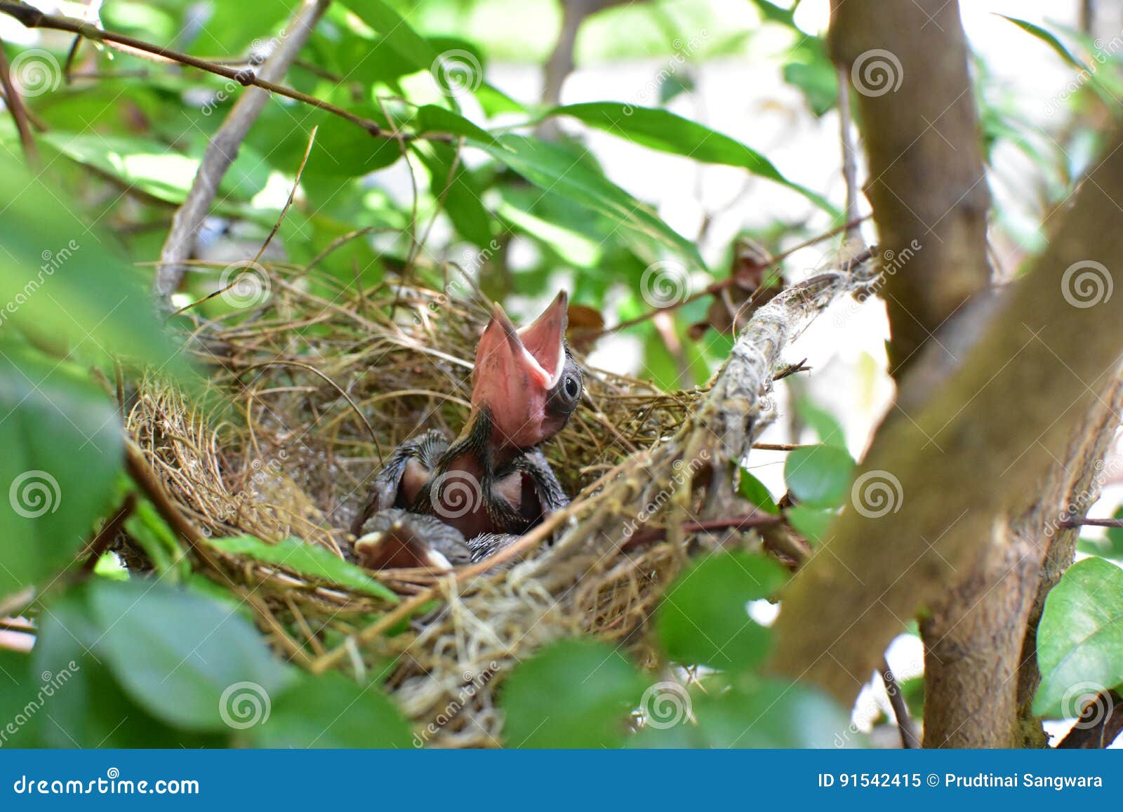 Birds stock image. Image of wildlife, animal, cute, open - 91542415 Birds stock image. Image of wildlife, animal, cute, open - 91542415