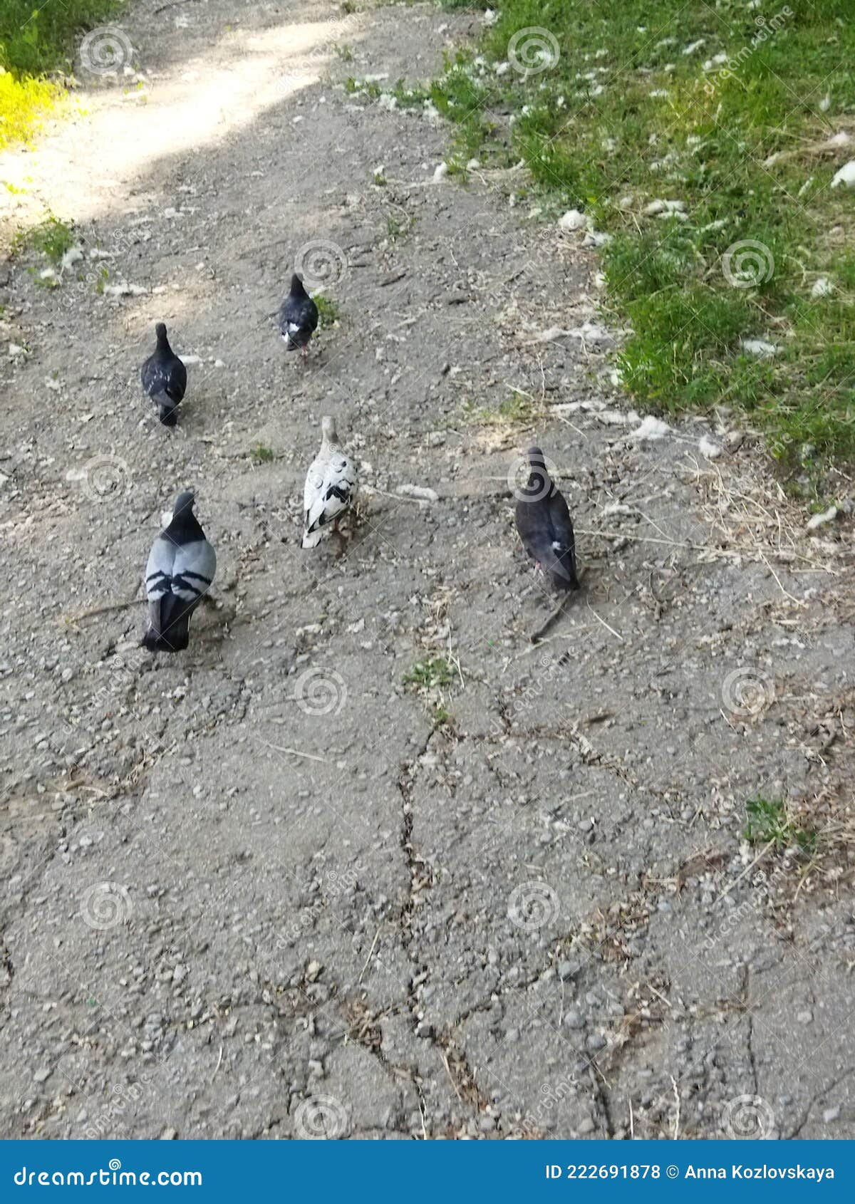 Birds on a walk stock photo. Image of road, birds, nature - 222691878