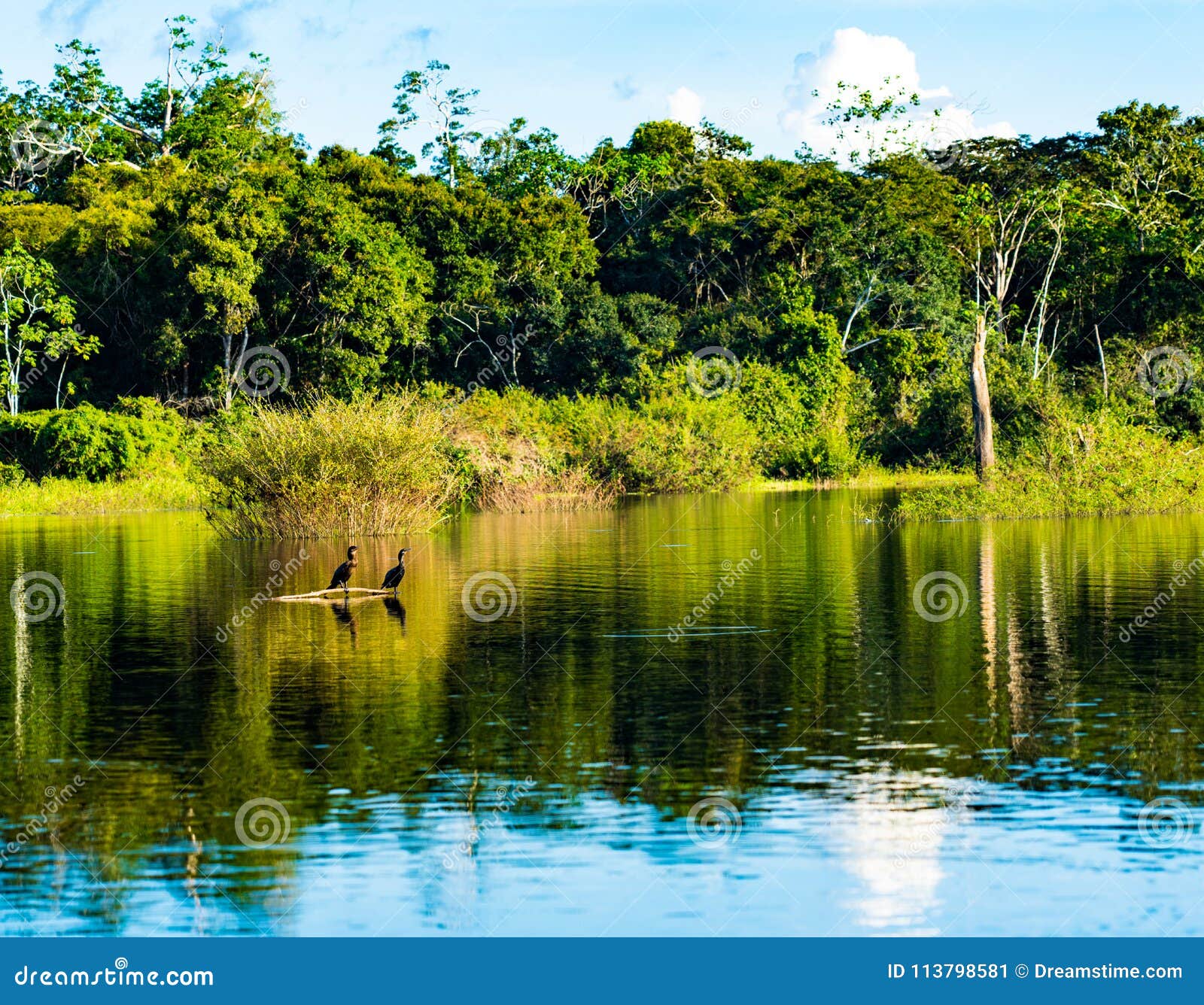 Birds Watching from Their Island in the Amazon on a Sunny Day Stock ...