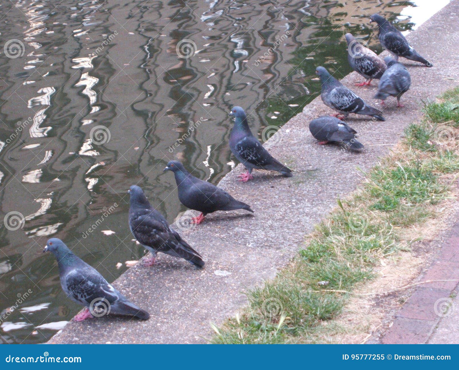 Birds by Water Pigeon Pigeons Stock Image - Image of wildlife, pigeon ...