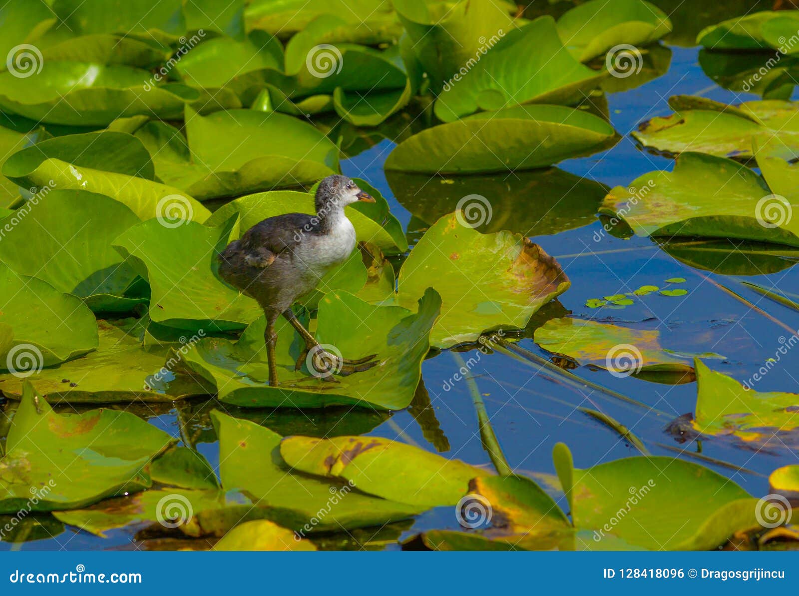 Birds of Water Pond among Water Lilies Stock Photo - Image of blue ...