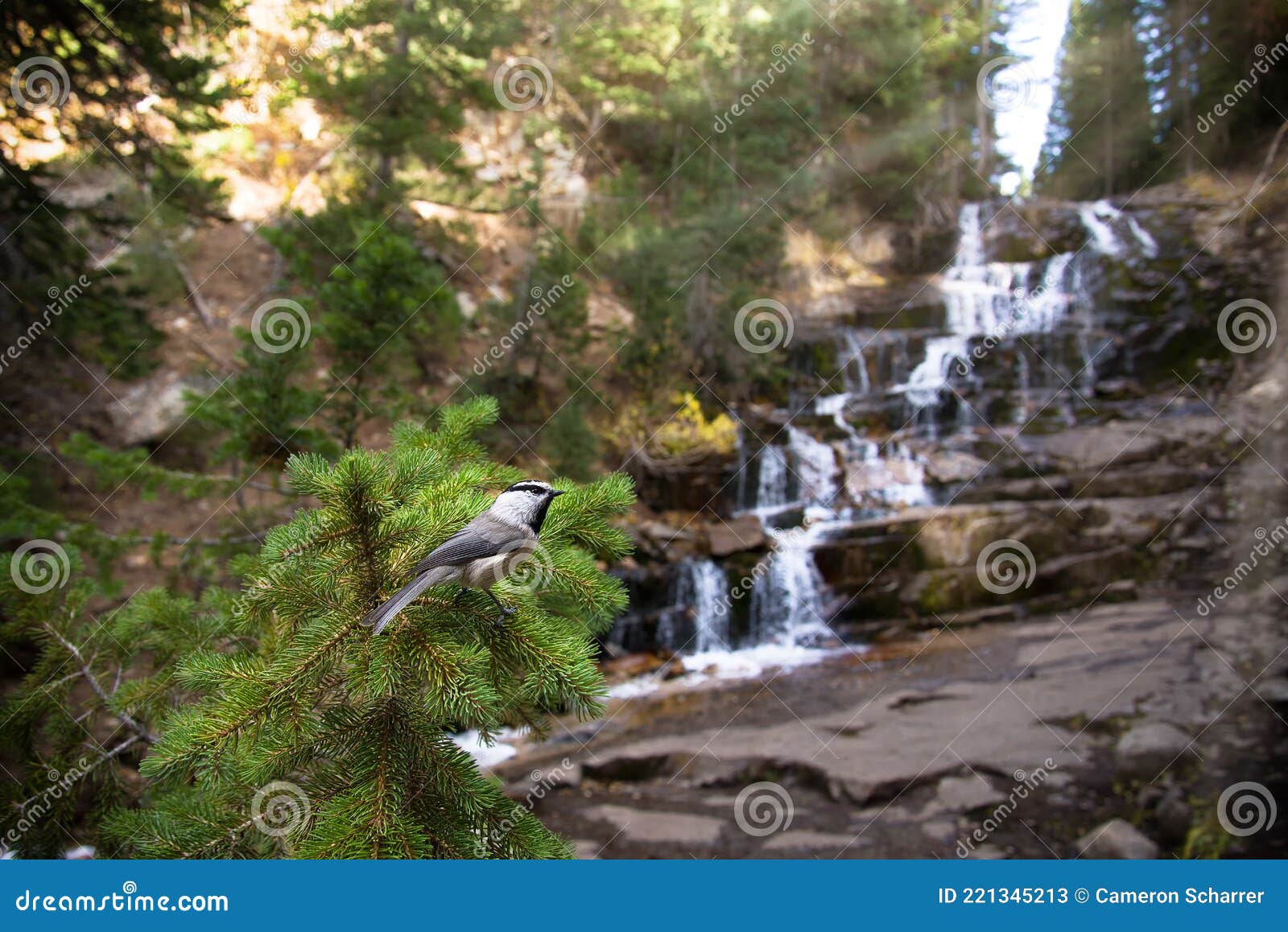 Birds of the Waterfall stock image. Image of beautiful - 221345213
