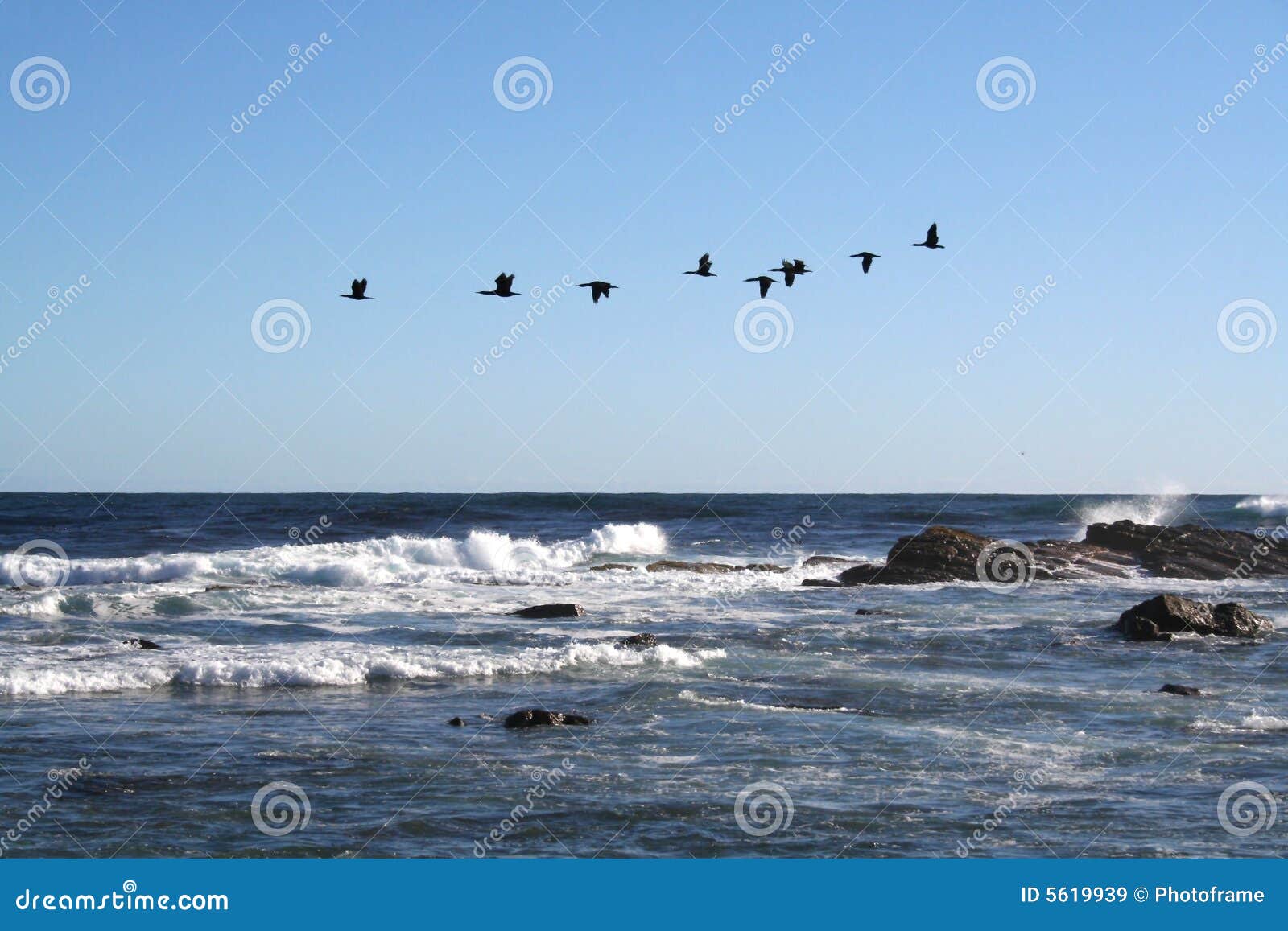 Birds & Waves stock image. Image of environment, summer - 5619939