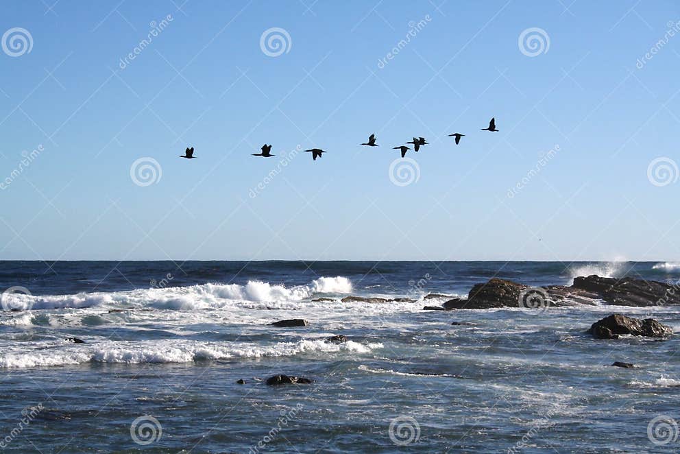 Birds & Waves stock image. Image of environment, summer - 5619939
