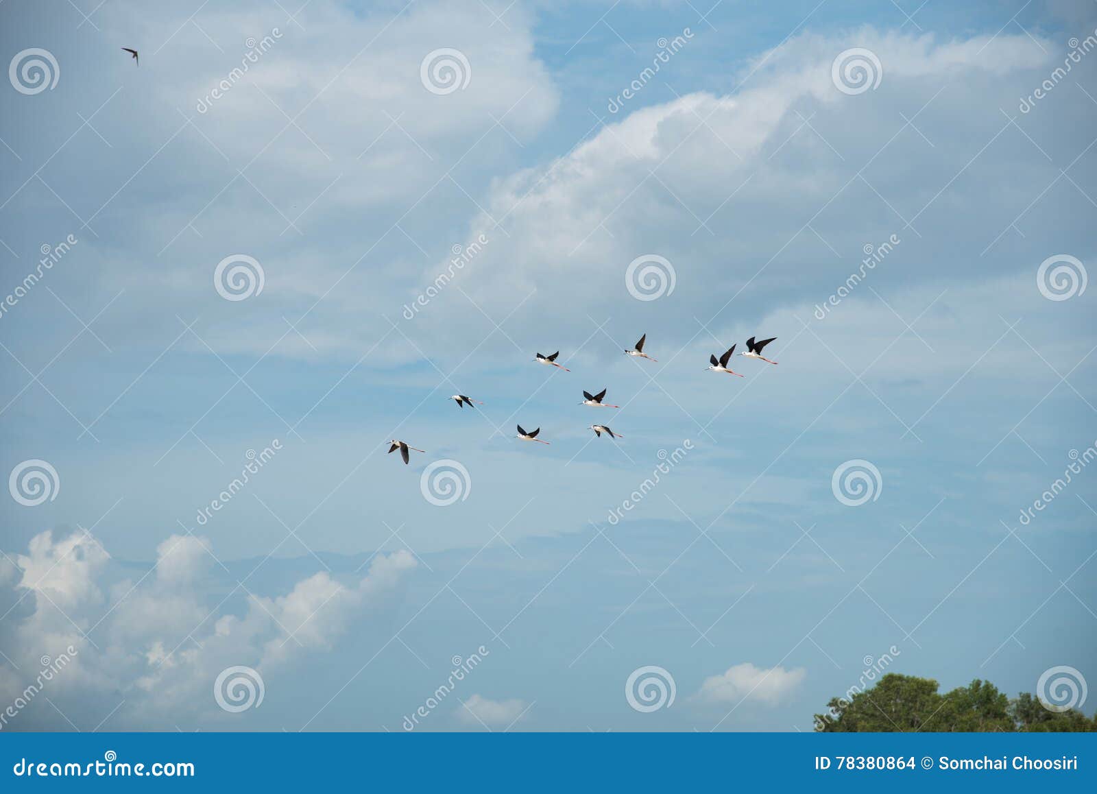 Birds were flying stock photo. Image of white, spot, pelican - 78380864