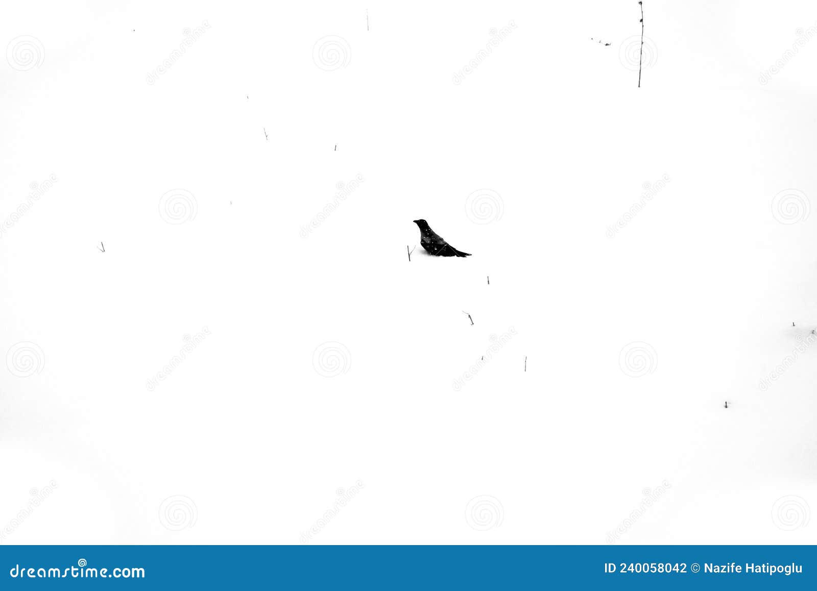 Birds Who are in Difficulties Due To the Natural Conditions in Winter ...