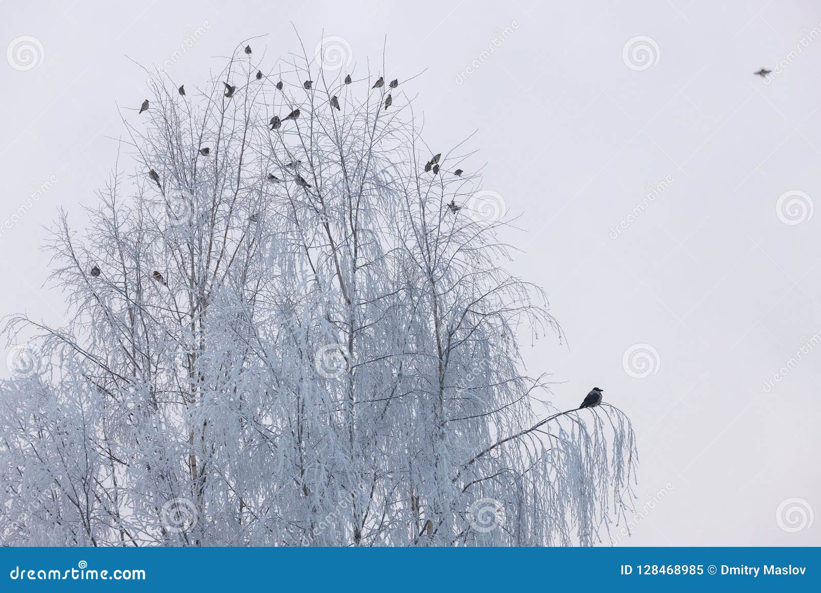 Birds in winter stock image. Image of season, wildlife - 128468985