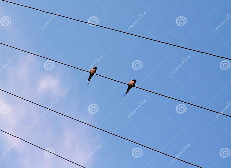 Birds on the wire stock image. Image of blue, communication - 124801