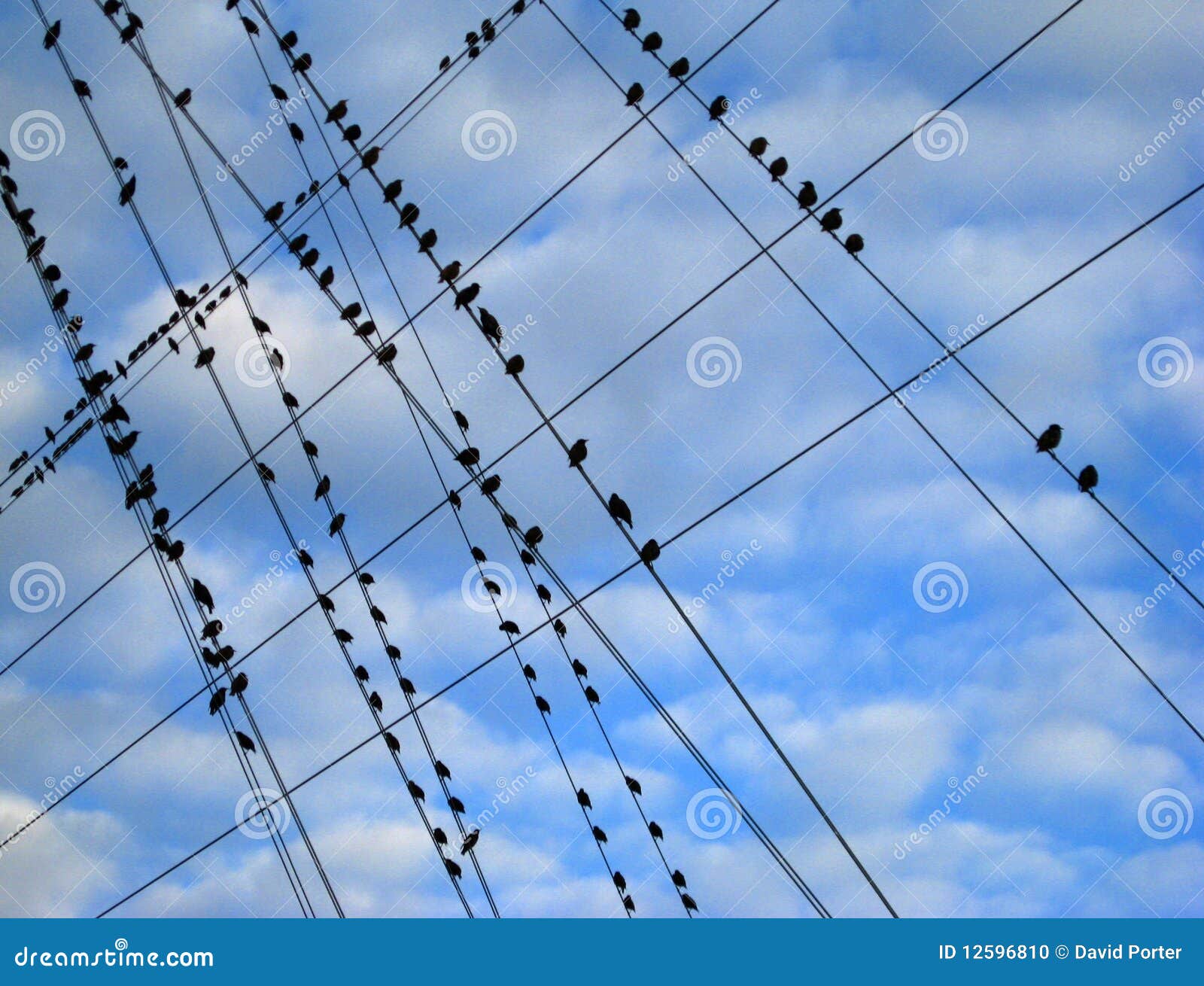 Birds on a Wire stock photo. Image of intersection, electicity - 12596810