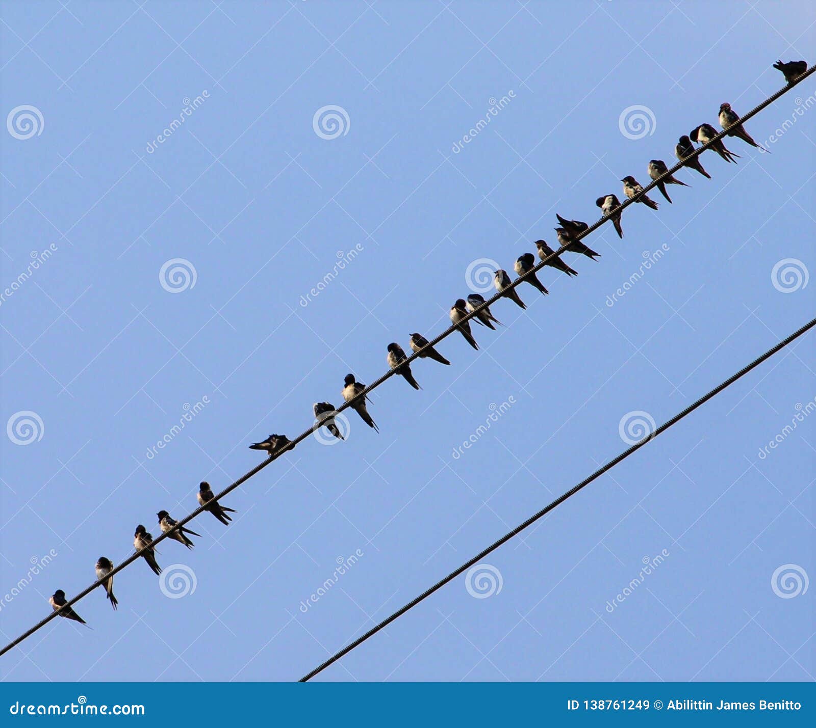 Birds stock image. Image of line, birds, cable, wire - 138761249