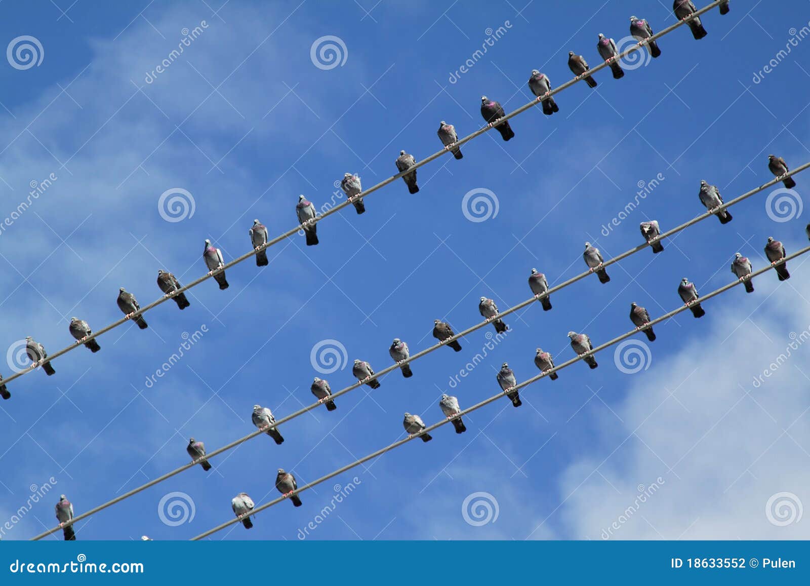 Birds on wire stock photo. Image of lines, diagonal, cloud - 18633552