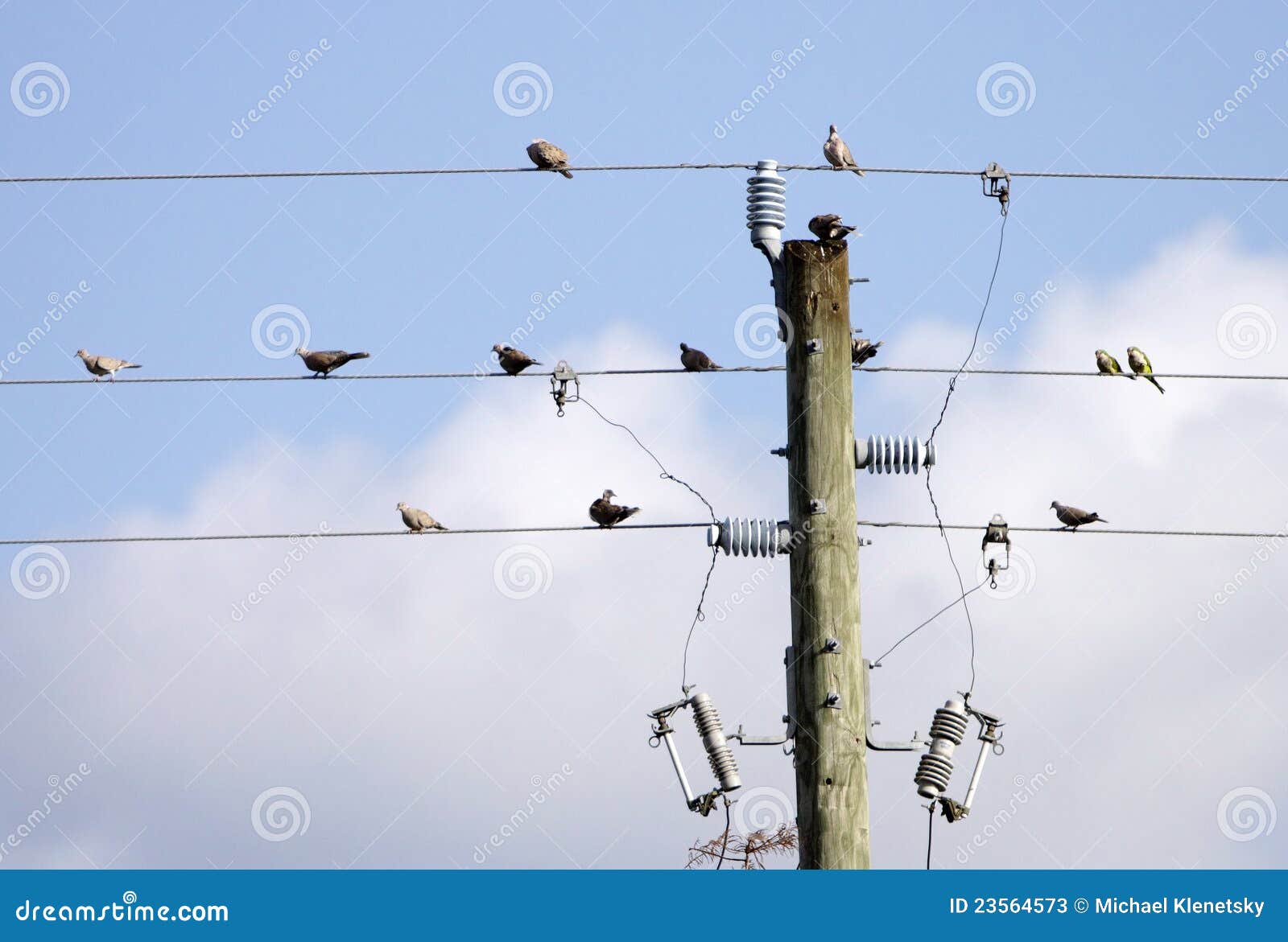 Birds on a Wire stock image. Image of perched, fauna - 23564573