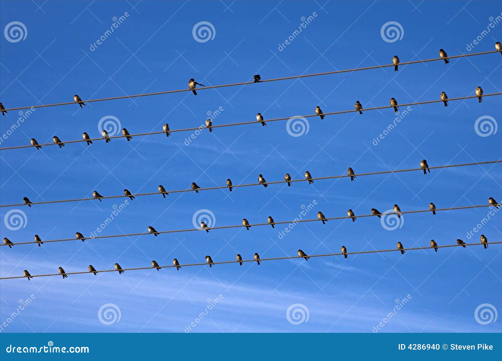 Birds on wire stock photo. Image of bird, lines, sitting - 4286940