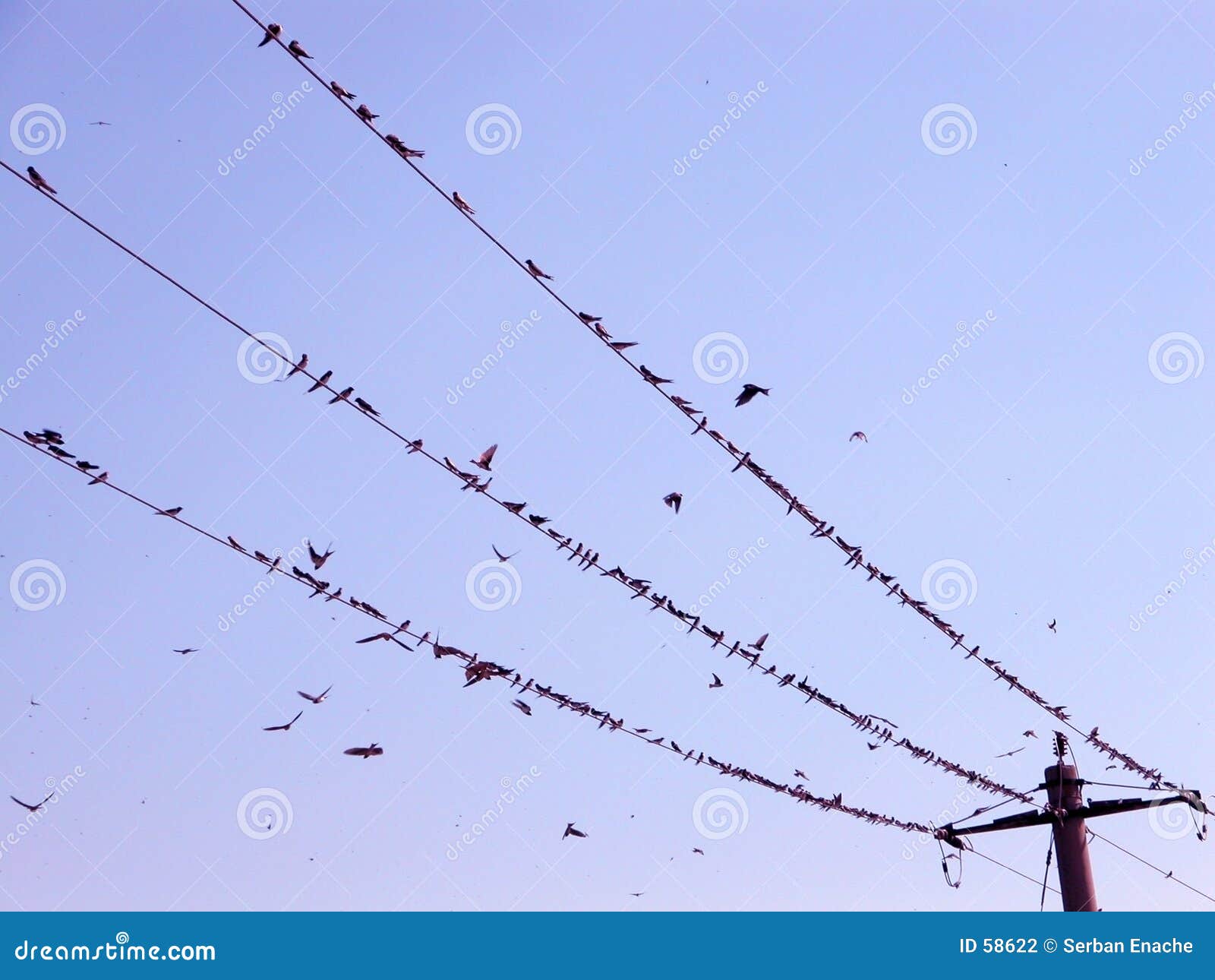 Birds on the wire stock photo. Image of bird, wires, migration - 58622