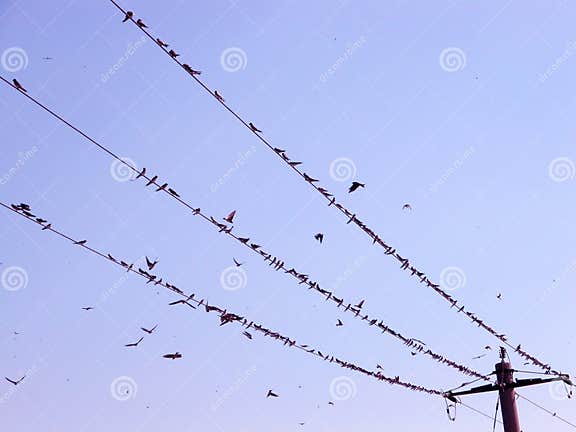 Birds on the wire stock photo. Image of bird, wires, migration - 58622