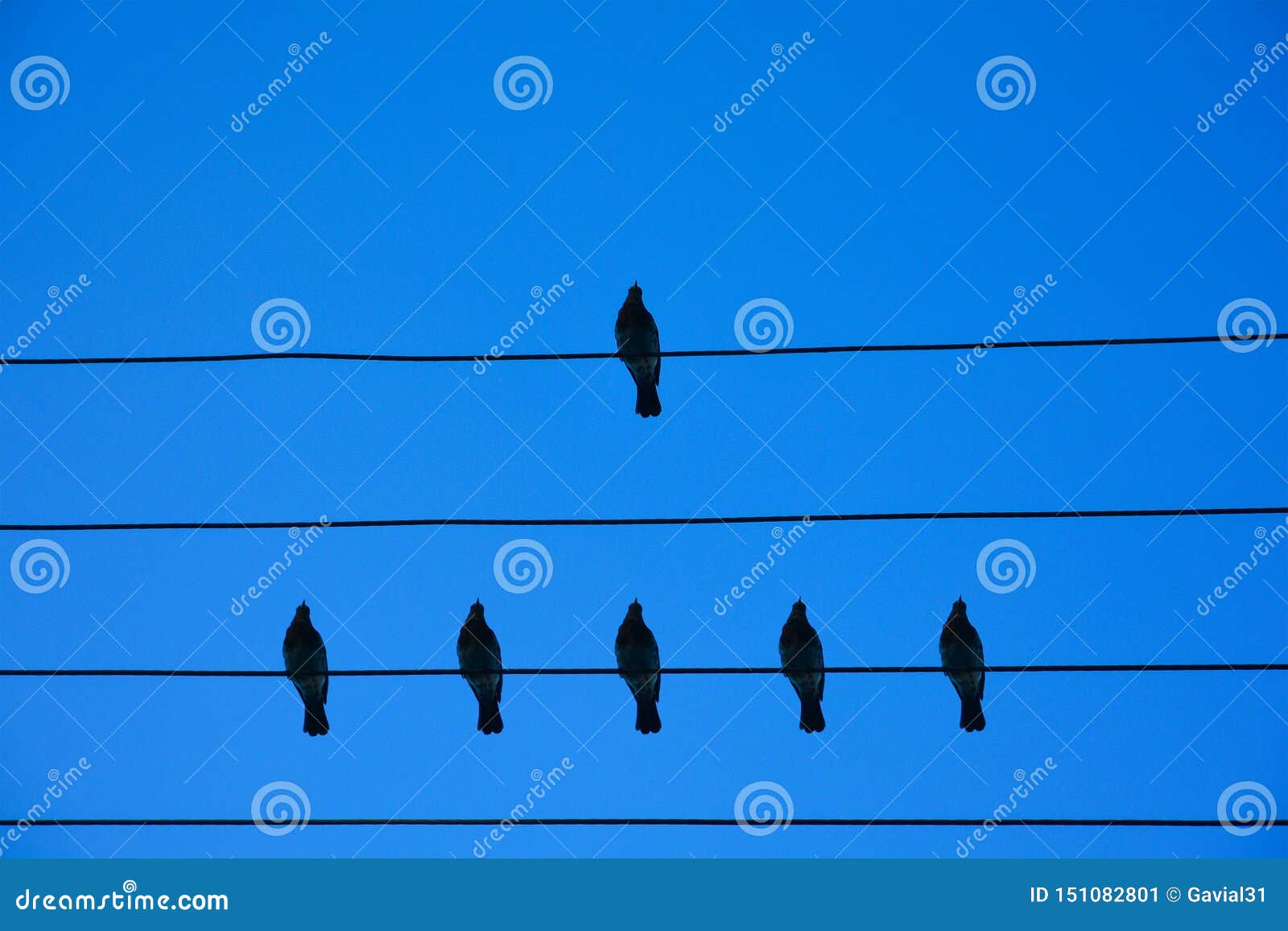 Birds on the Wire. Birds on a Wire on a Background of Blue Sky Stock ...