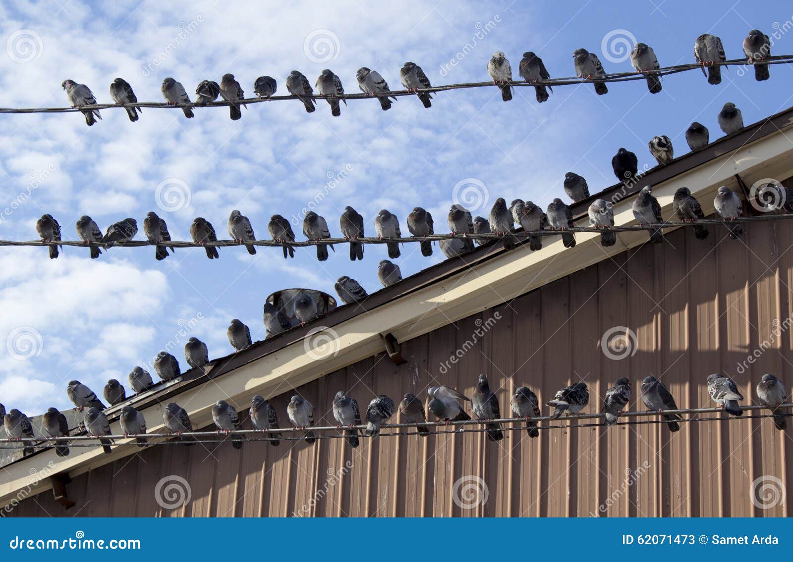 Birds on a wire stock image. Image of outdoor, birds - 62071473