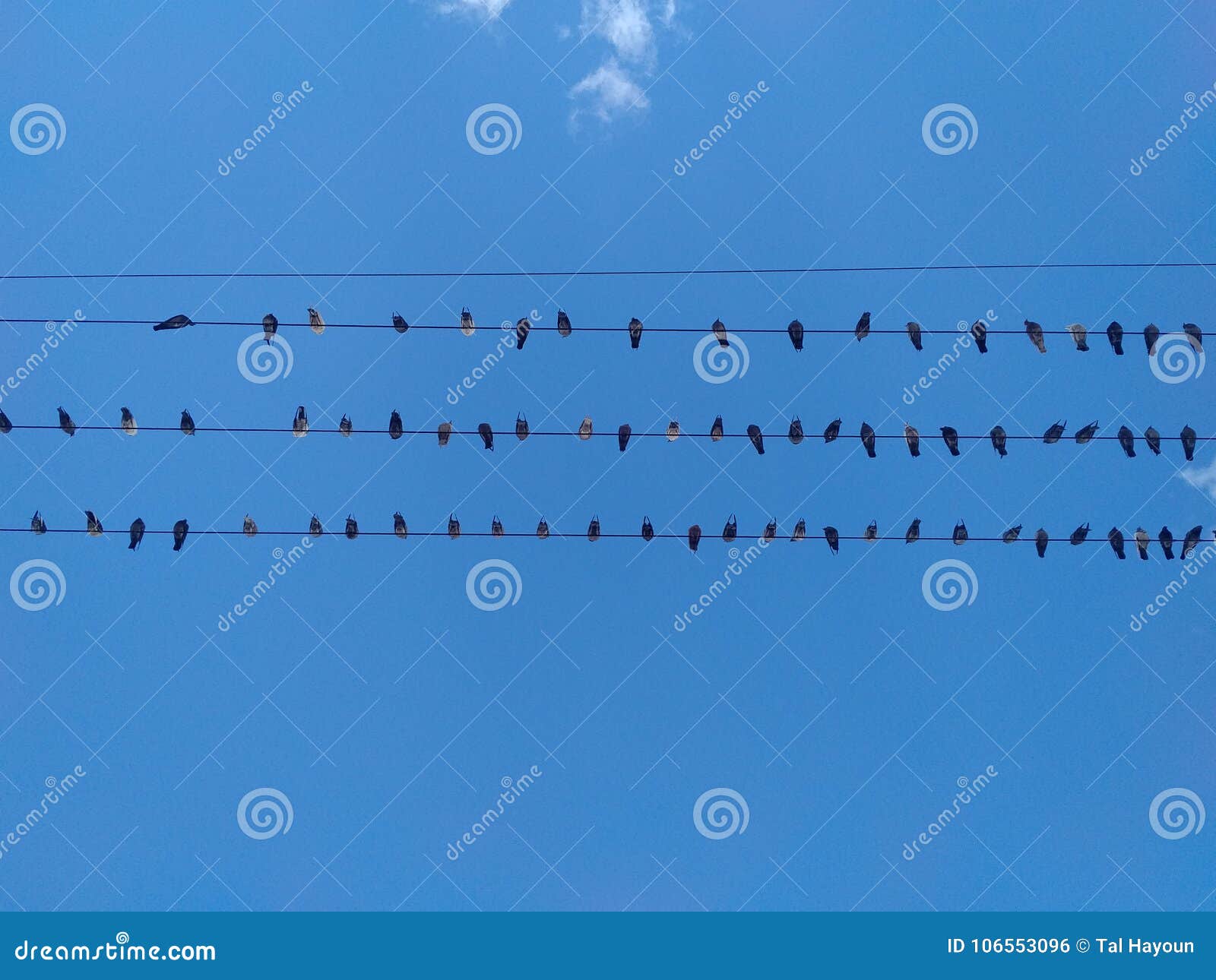 Birds on a Wire with Blue Skies Stock Photo - Image of background ...