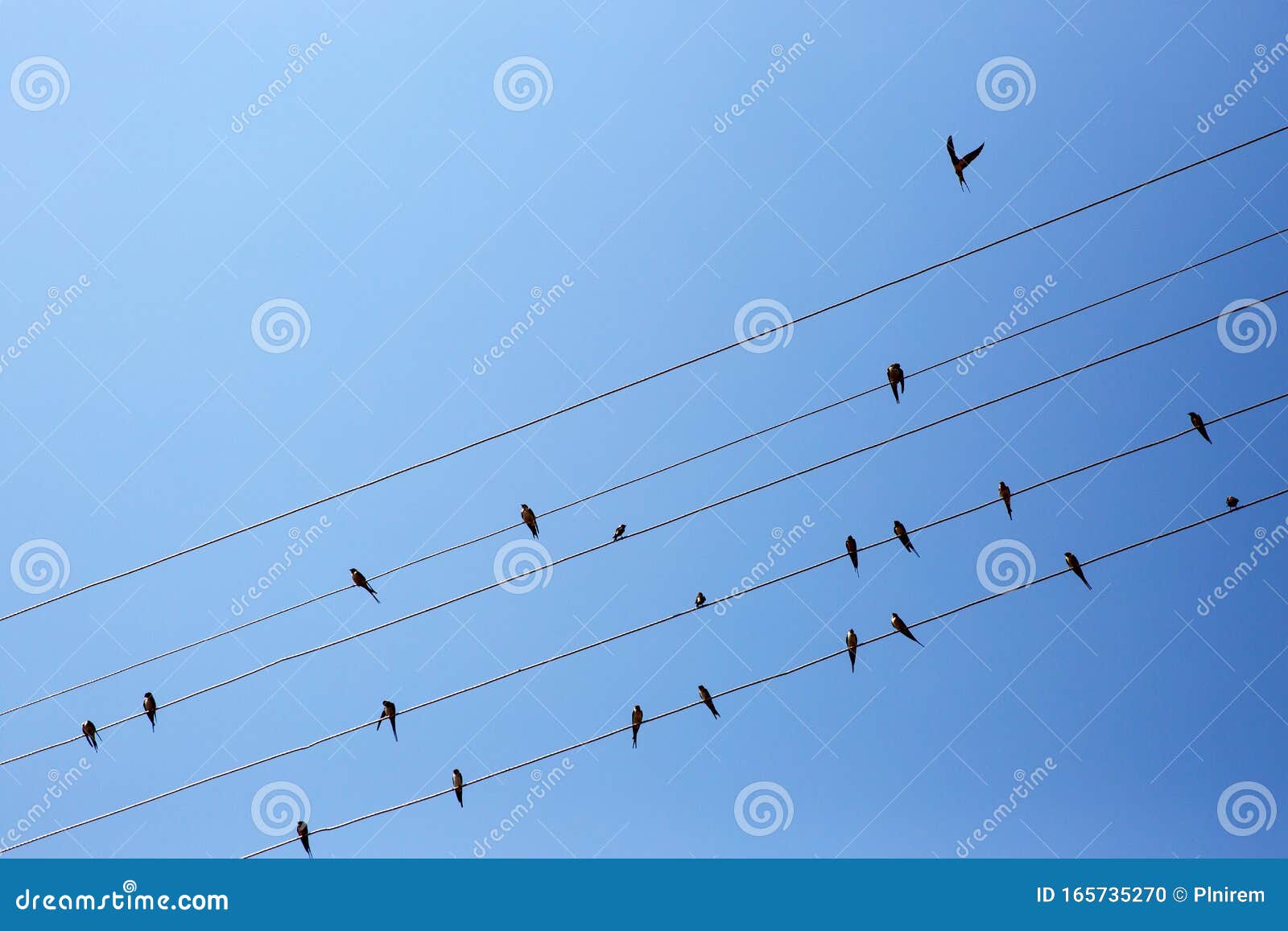 Birds on a wire stock photo. Image of meeting, perch - 165735270