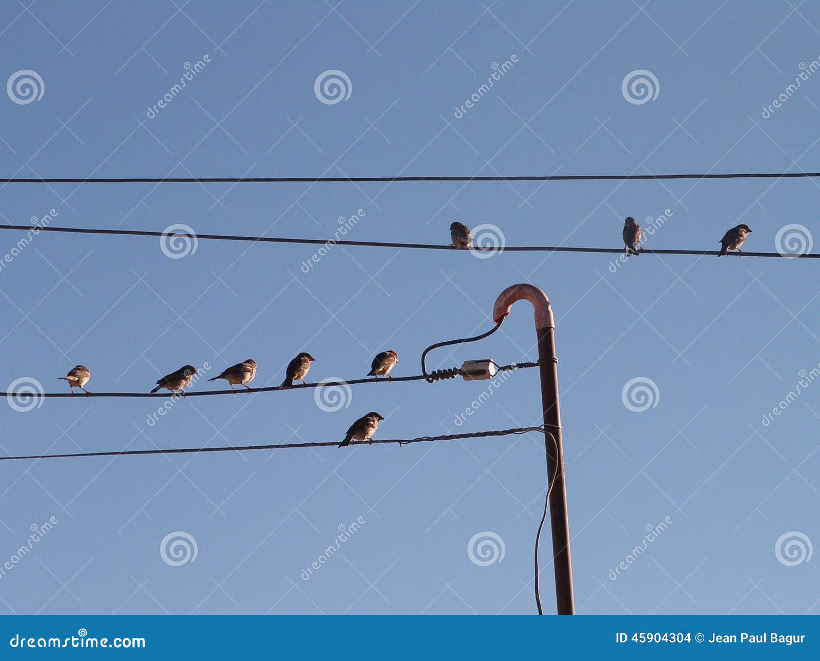 Birds on a Wire stock photo. Image of animal, pylon, copy - 45904304
