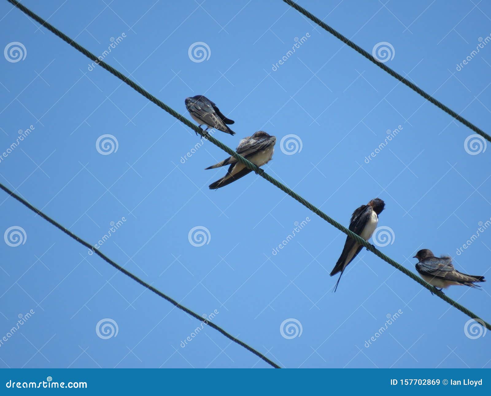 Birds on a Wire Four of Them Stock Image - Image of birds, wire: 157702869