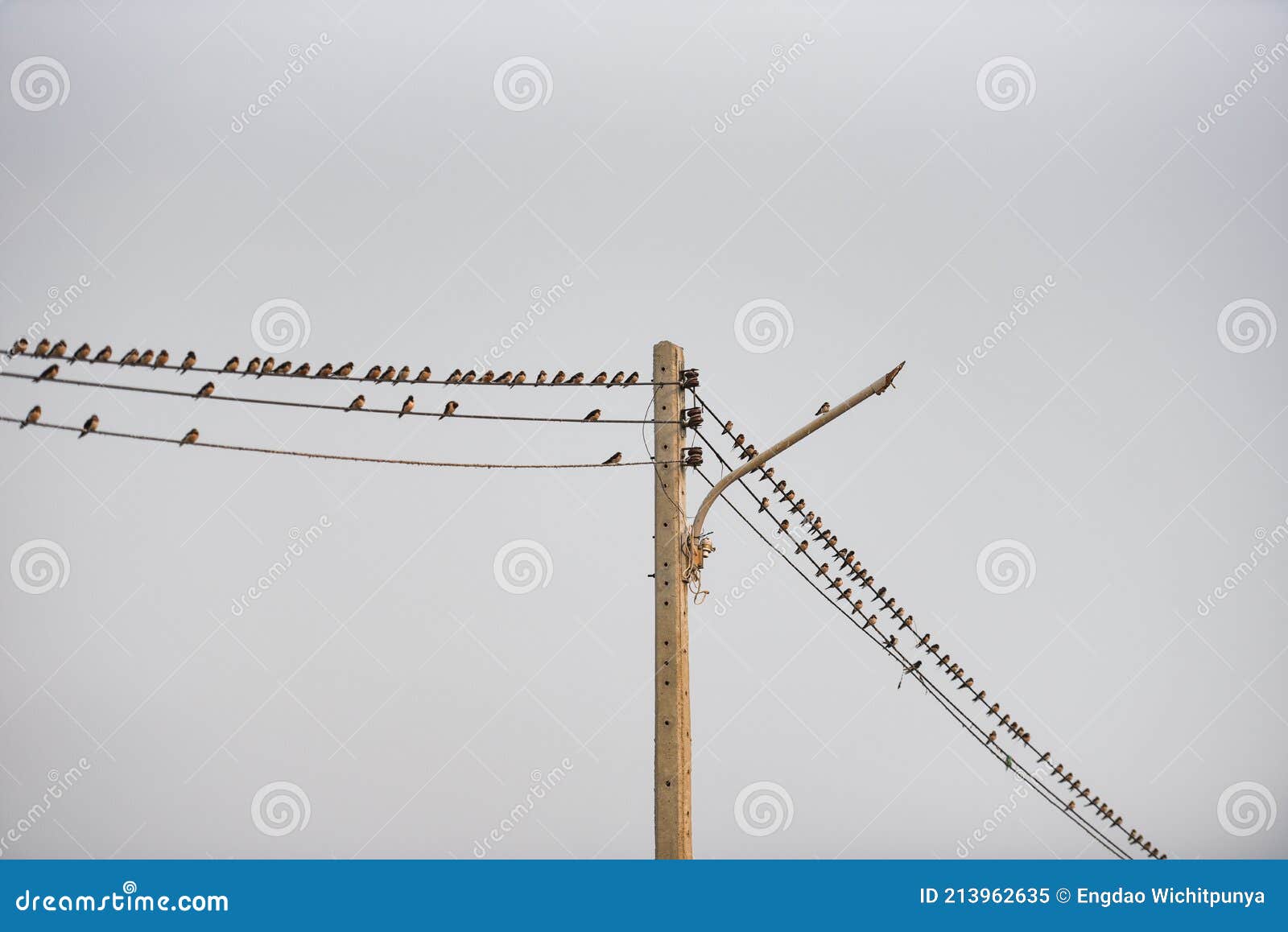 Birds on the Wire, Little Birds on a Cable Stock Image - Image of ...