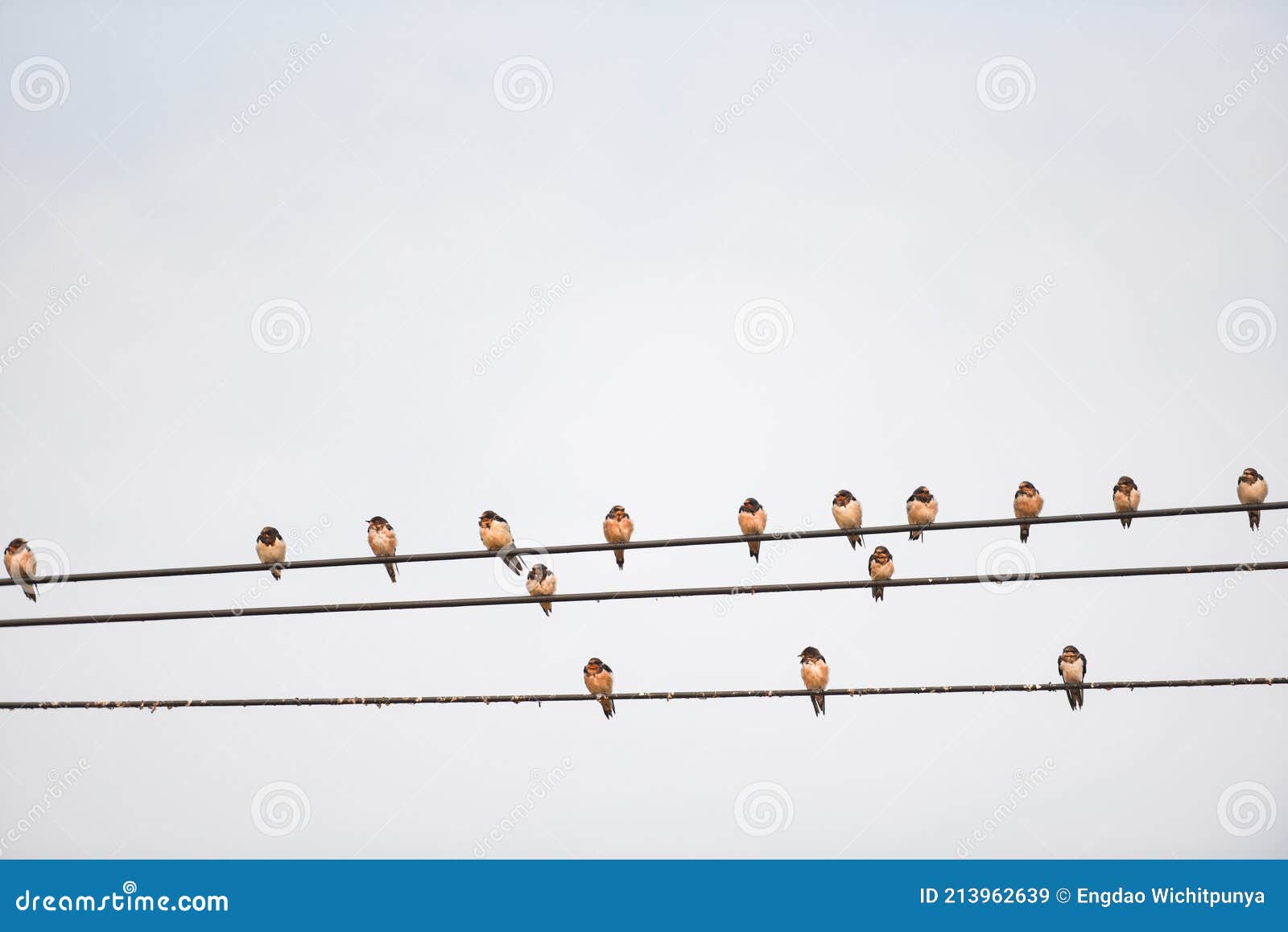 Birds on the Wire, Little Birds on a Cable Stock Image - Image of ...