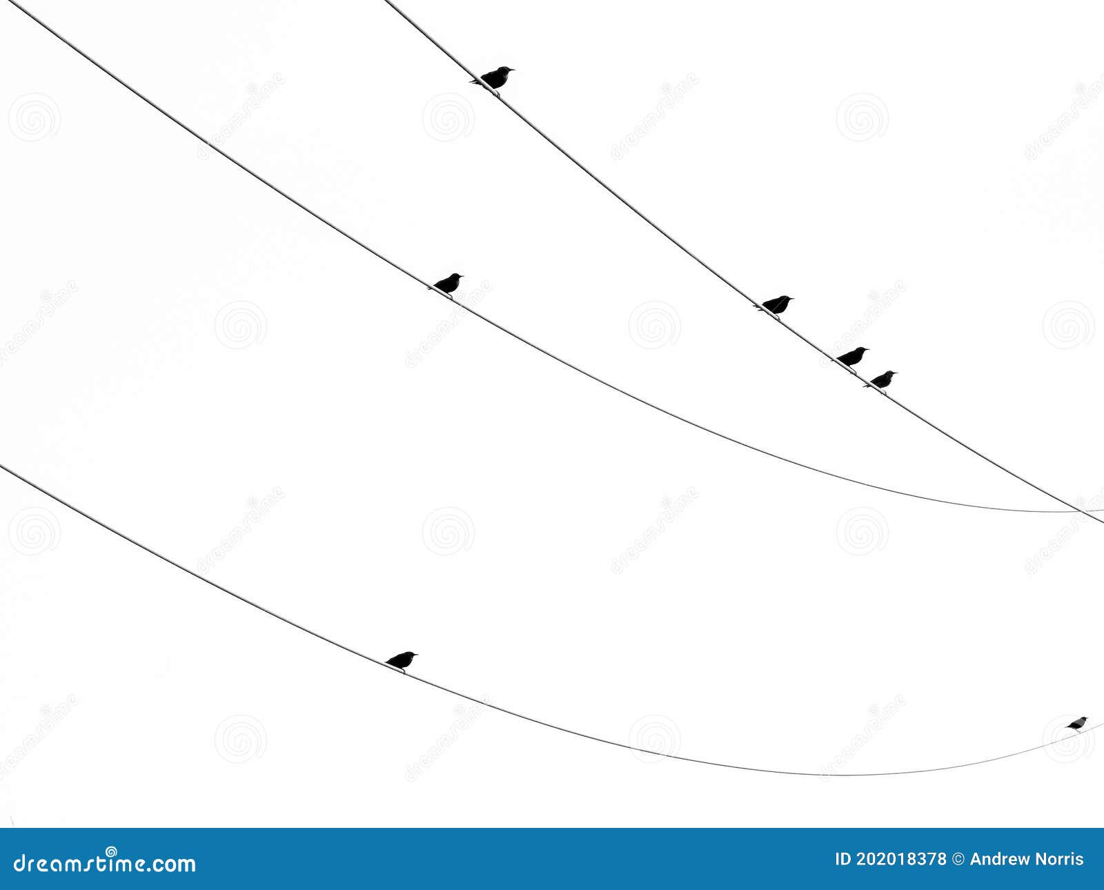 Birds on Wire stock photo. Image of animal, animals - 202018378