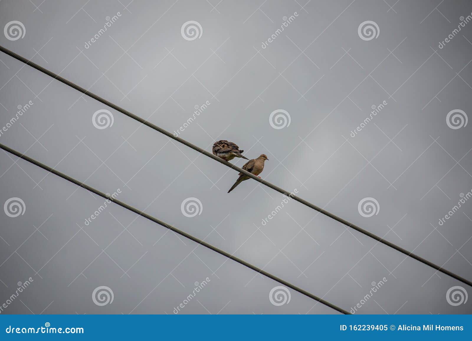 Birds on the wire stock image. Image of animal, wildlife - 162239405