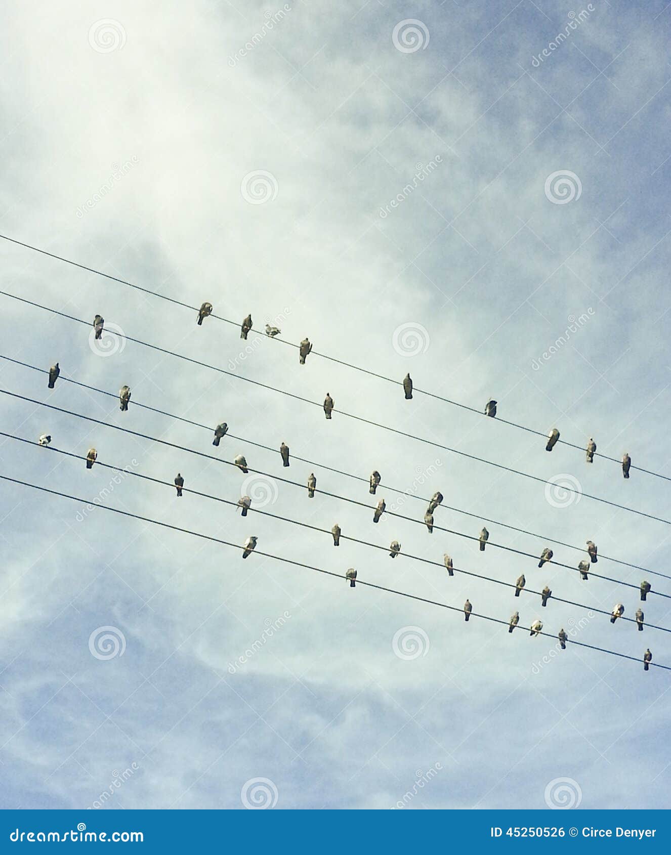 Two Birds On The Wire Stock Image | CartoonDealer.com #49415311