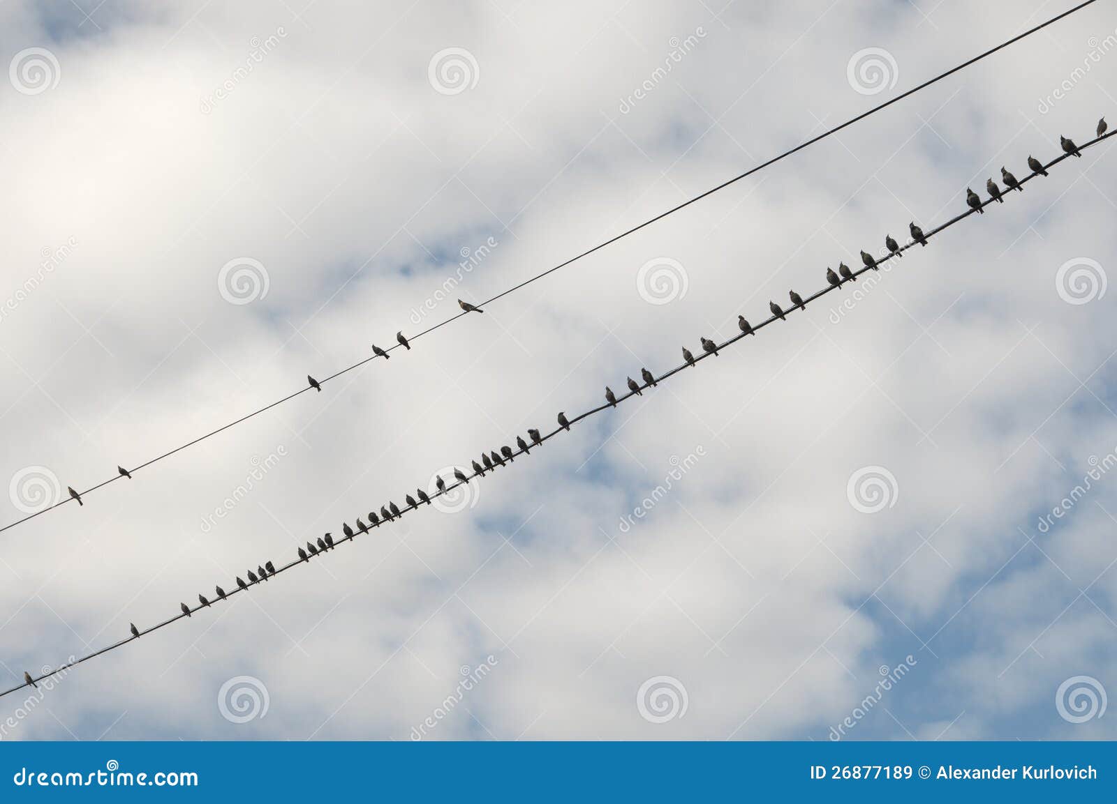 Birds on a wires stock image. Image of thrush, wires - 26877189