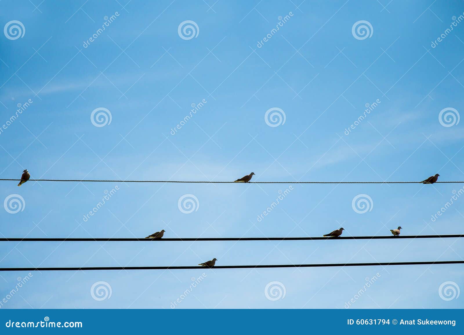 Birds On Wires Stock Photo | CartoonDealer.com #60631794
