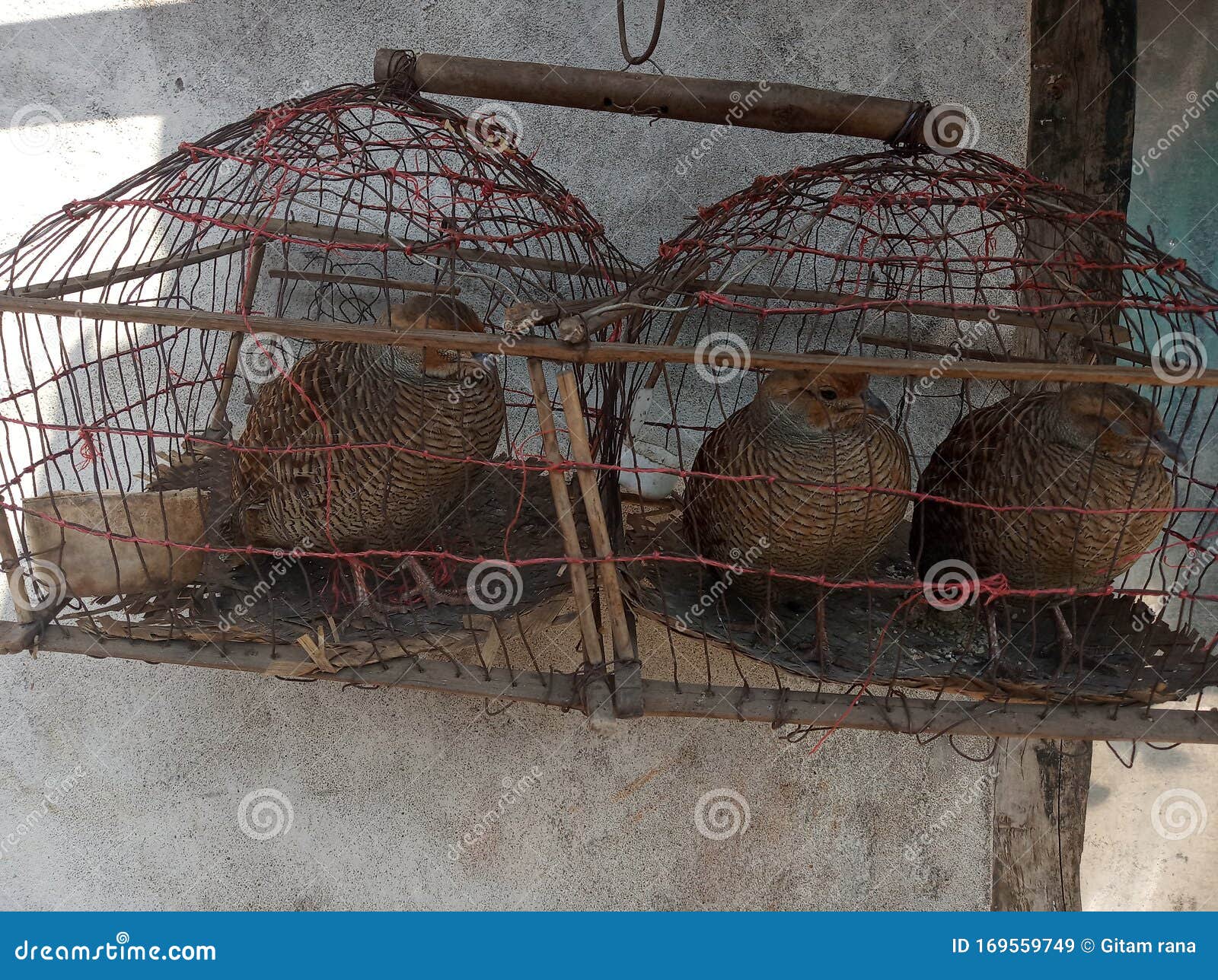 Birds stock image. Image of 3birds, chidi, friendly - 169559749