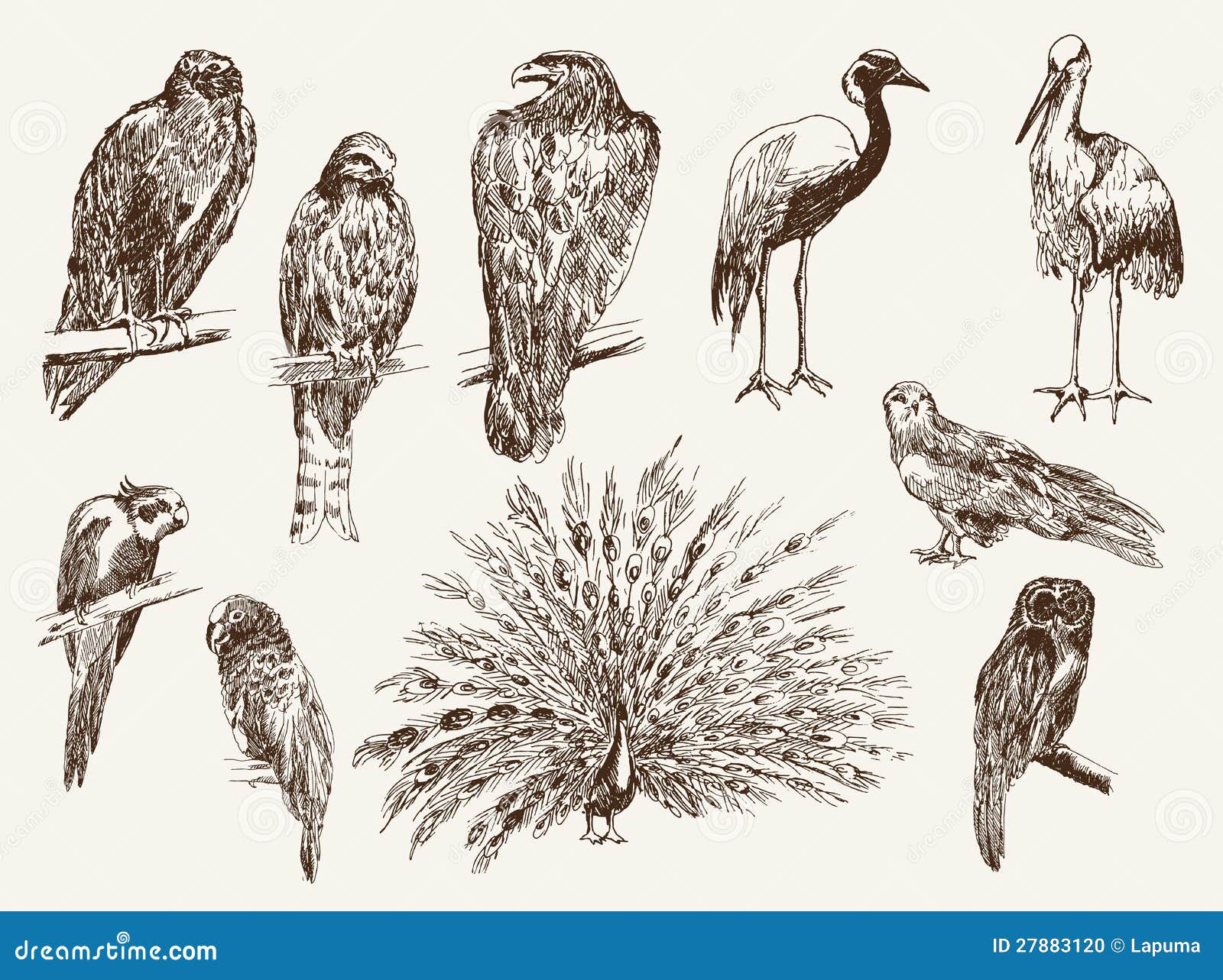 Zoo Birds Stock Illustrations – 15,018 Zoo Birds Stock Illustrations ...
